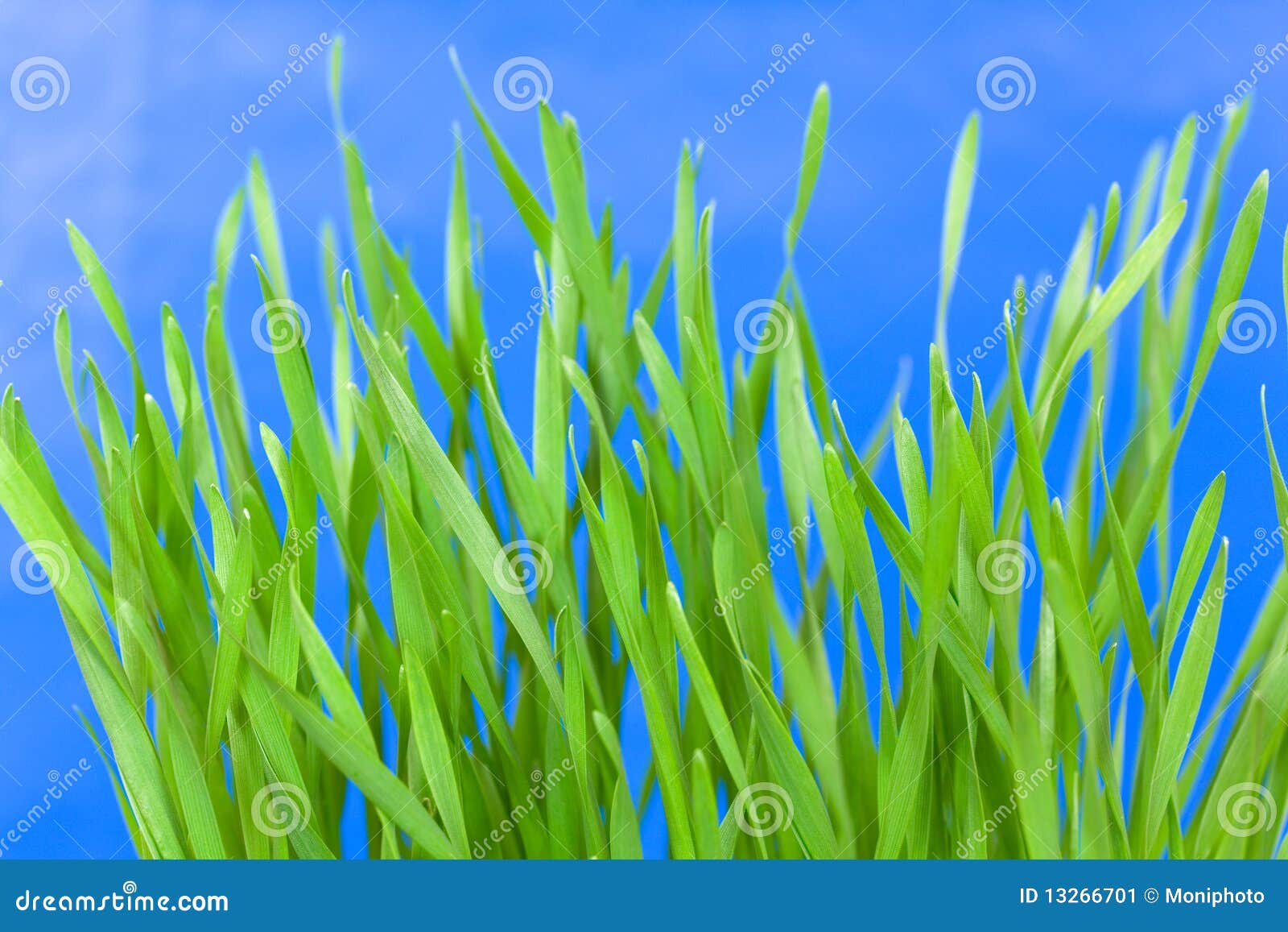 Green Wheat Sprouts Against Blue Sky Stock Image - Image of plant ...
