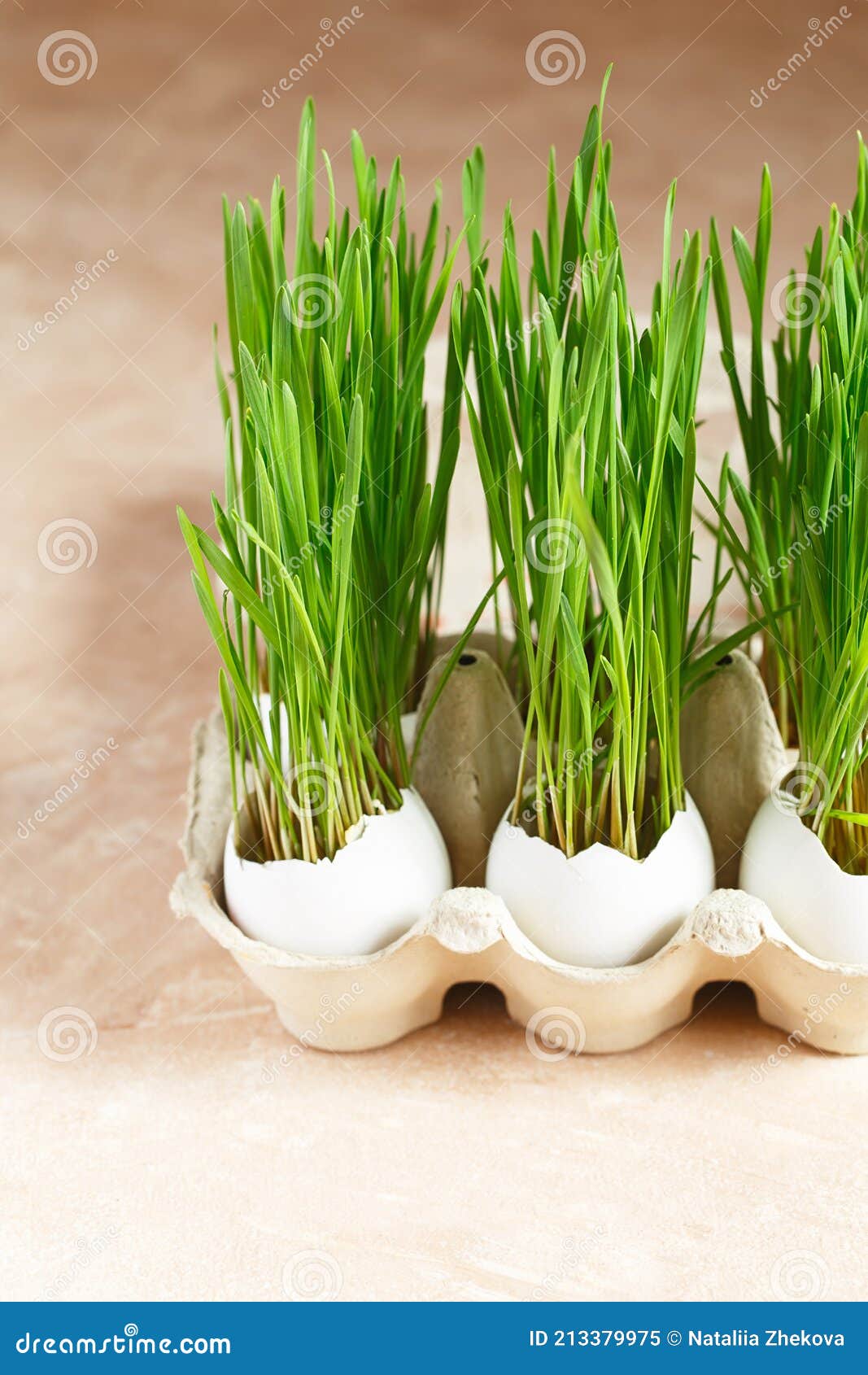 Green Wheat Sprouts in Egg Shells in a Cardboard Tray. Easter ...