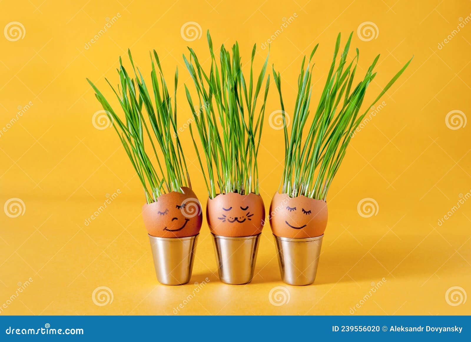 Green Wheat Sprouts Grow in an Eggshell with Drawings of Faces on a ...