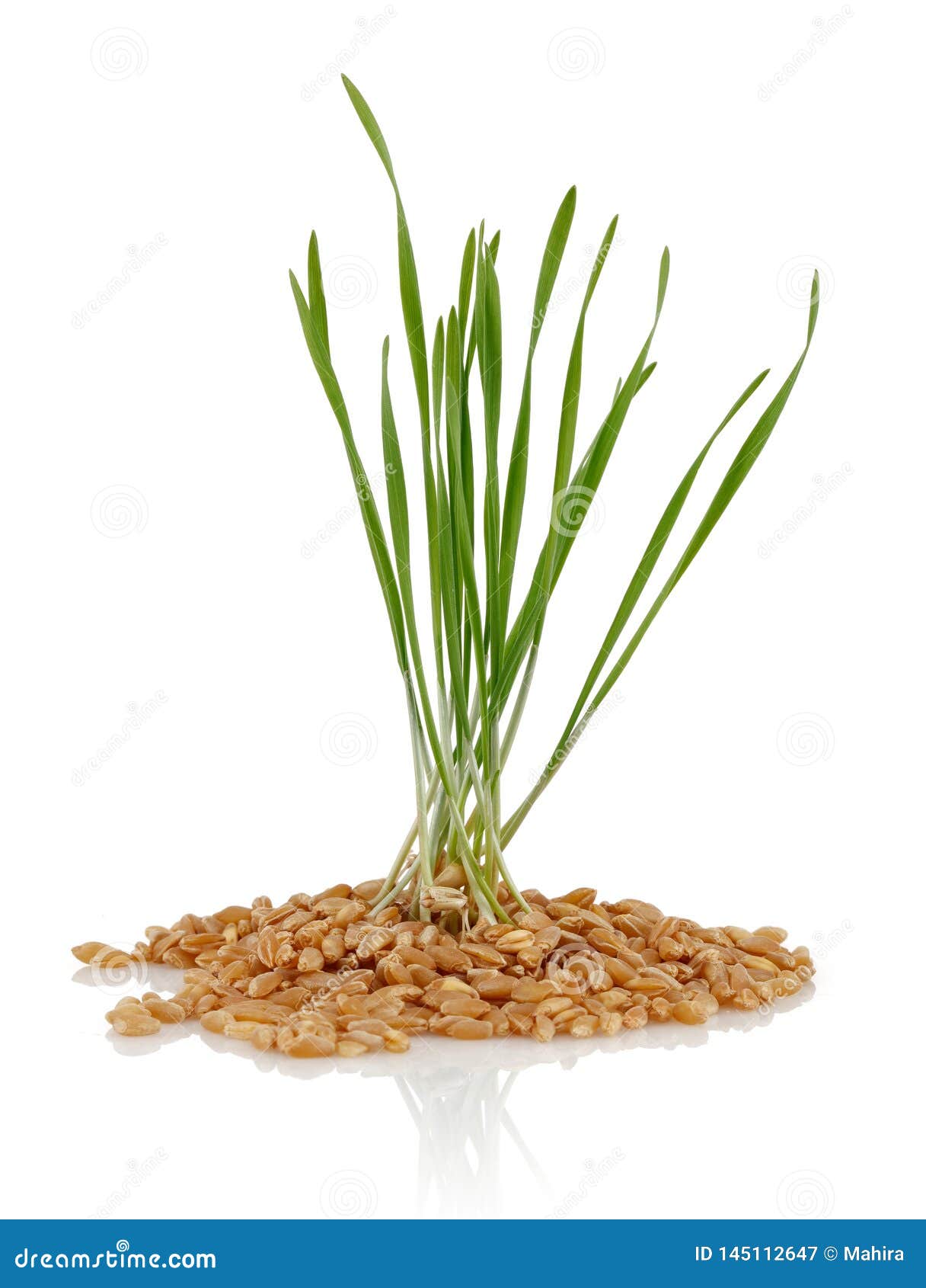 Green Wheat Sprouts Isolated on White Stock Image - Image of ears ...