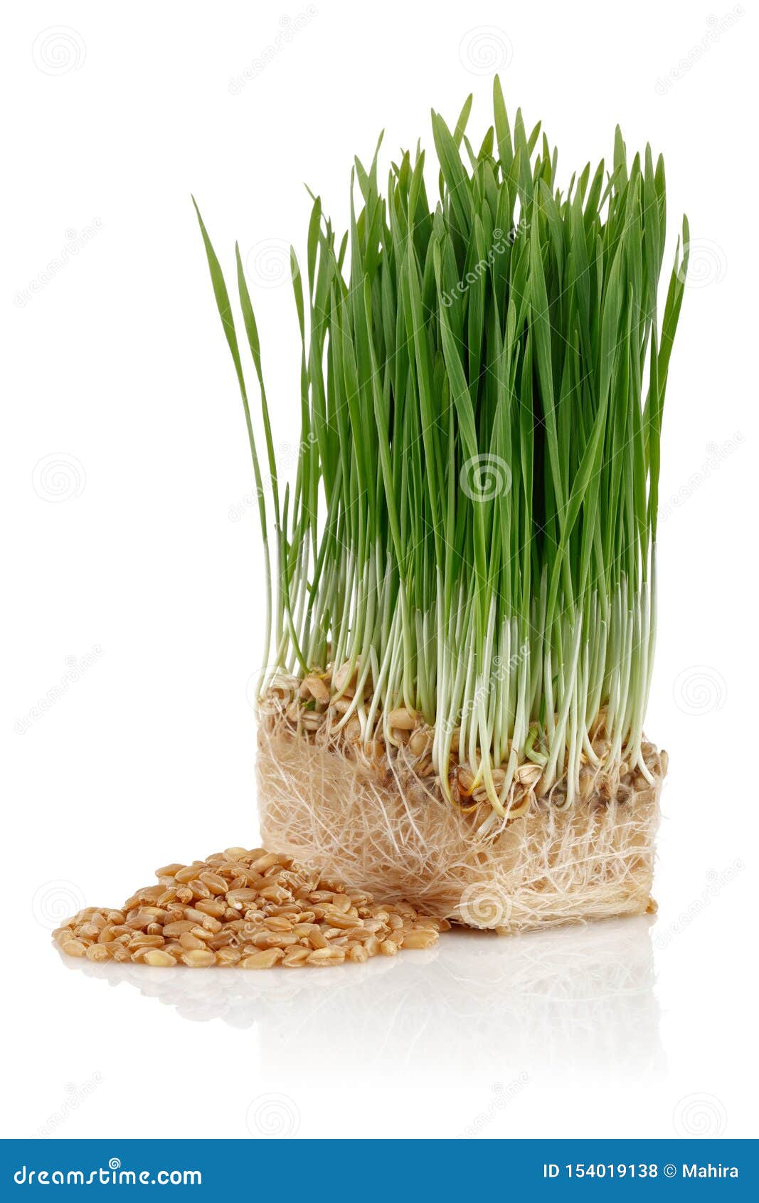 Green Wheat Sprouts Isolated on White Stock Photo - Image of gold, farm ...