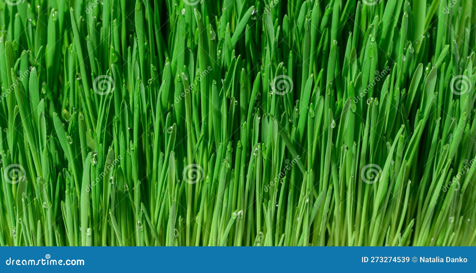 Green Wheat Sprouts with Water Drops, Macro Stock Image - Image of ...