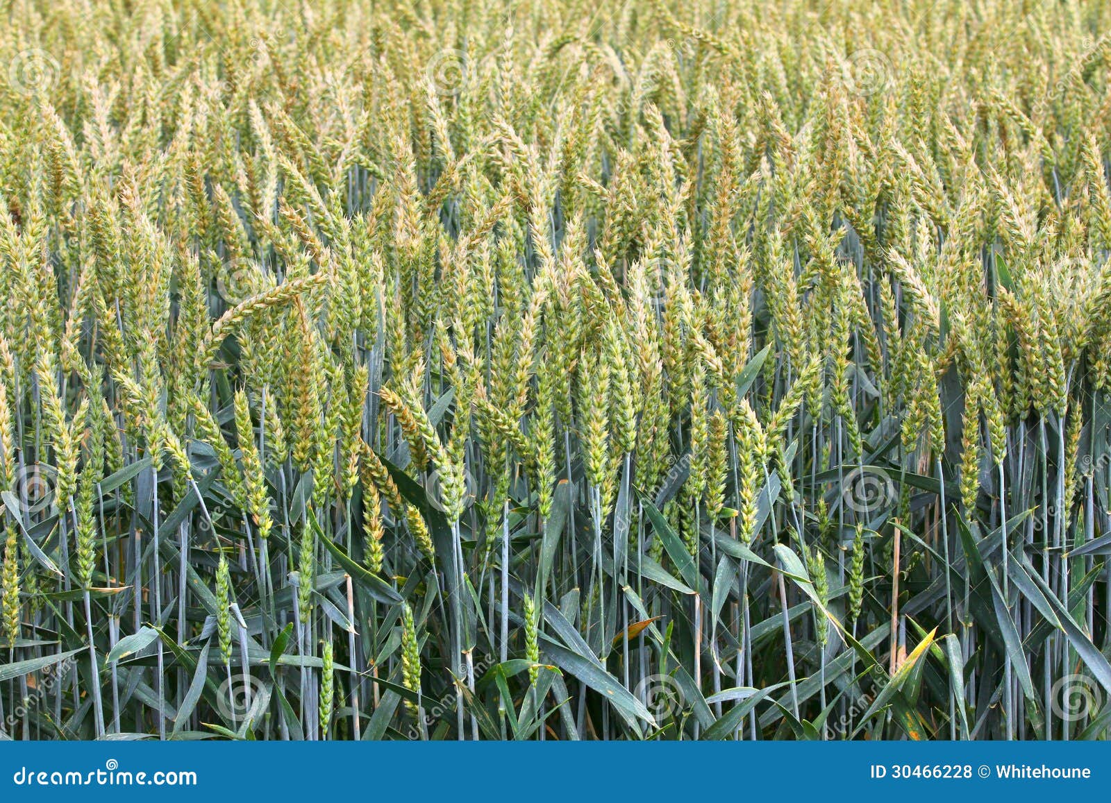 Green wheat stock photo. Image of foods, green, agriculture - 30466228