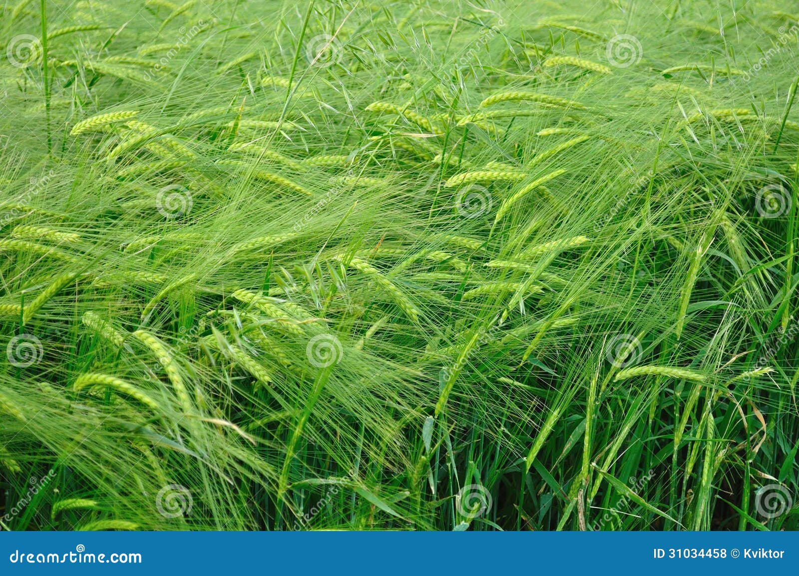 Green Wheat Texture As Agricultural Background Stock Photo - Image of ...