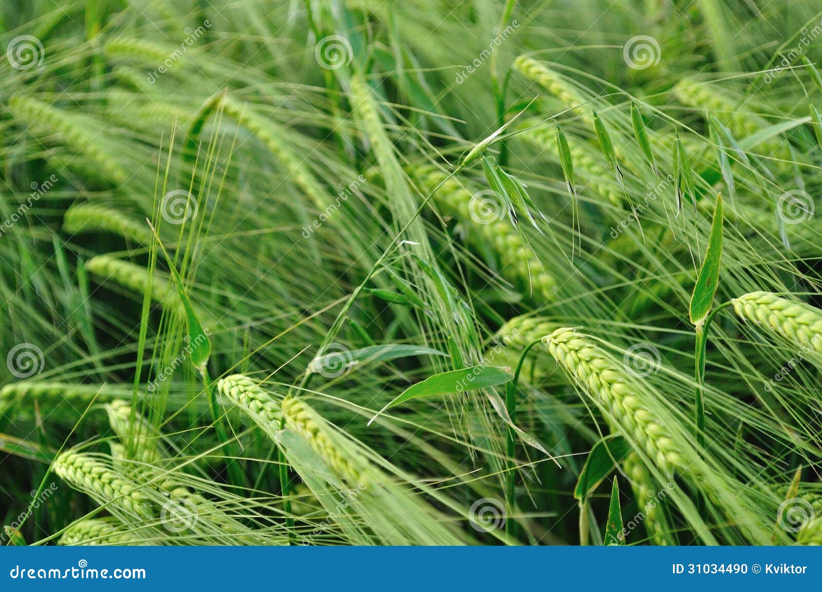 Green Wheat Texture As Agricultural Background Stock Photo - Image of ...