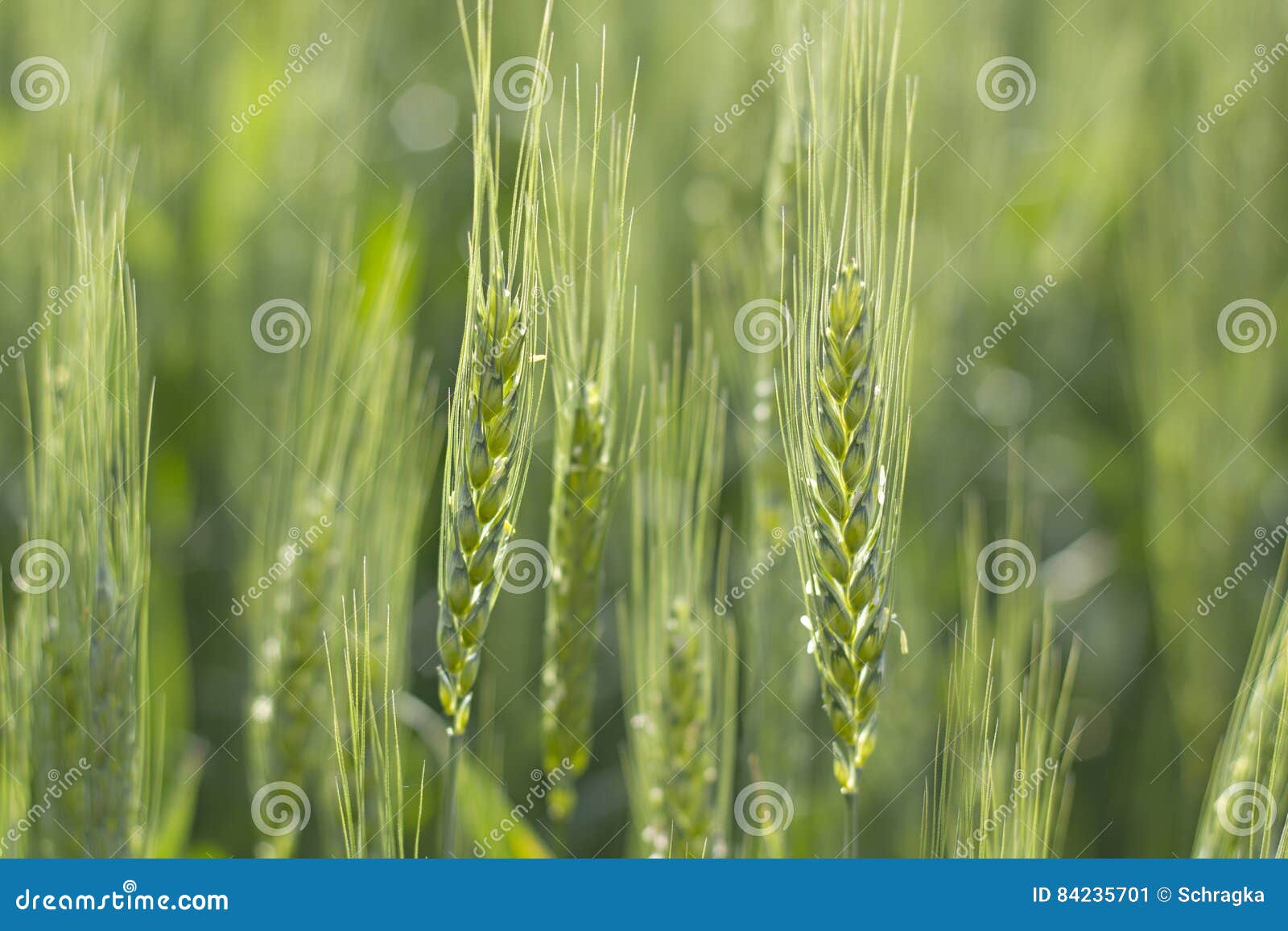 Green wheat up close stock image. Image of spring, close - 84235701