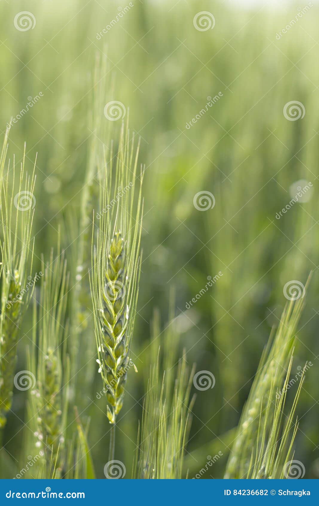 Green wheat up close stock photo. Image of evening, wheat - 84236682