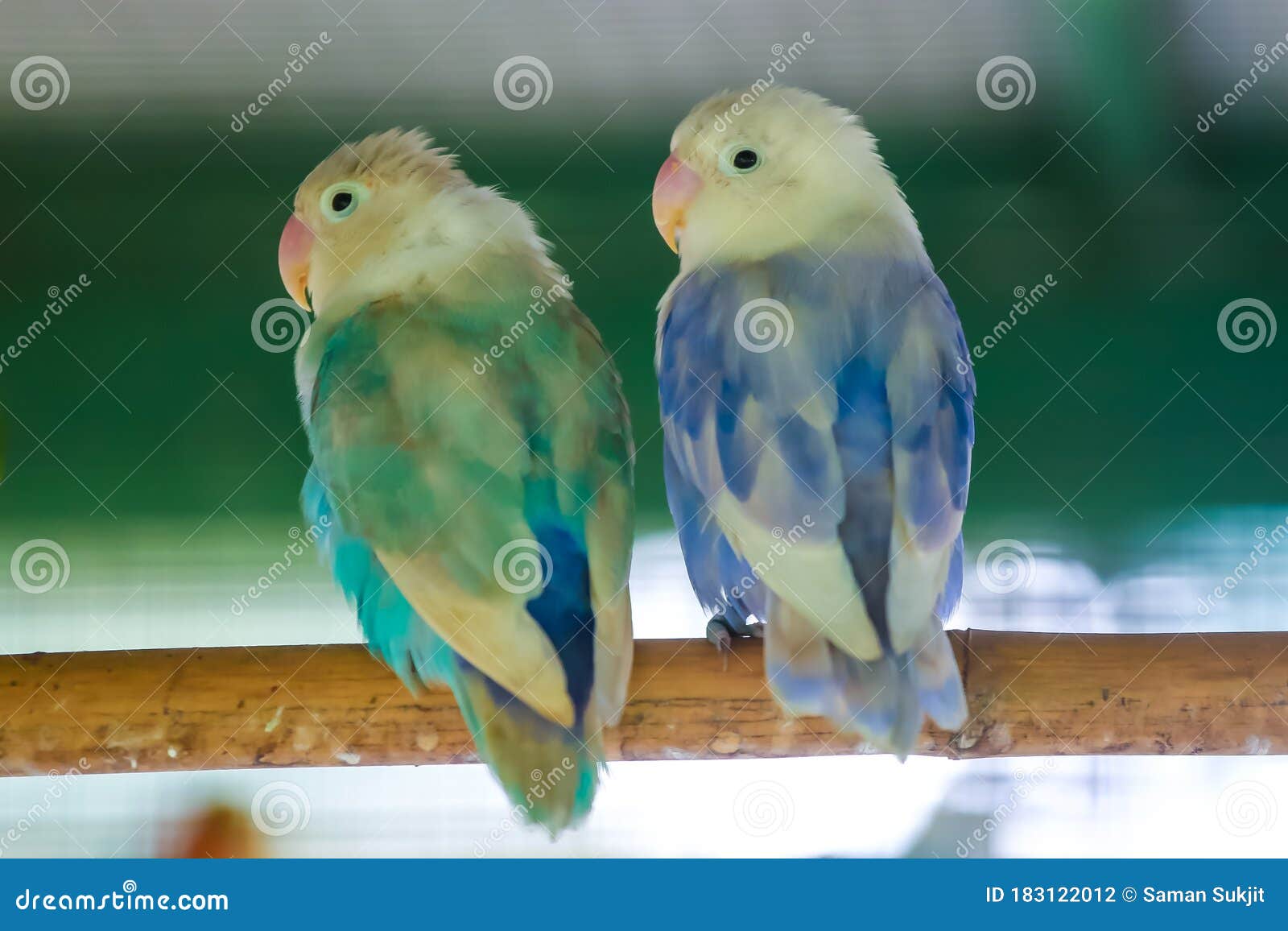468 Cute Budgerigar Tree Branch Stock Photos - Free & Royalty-Free ...