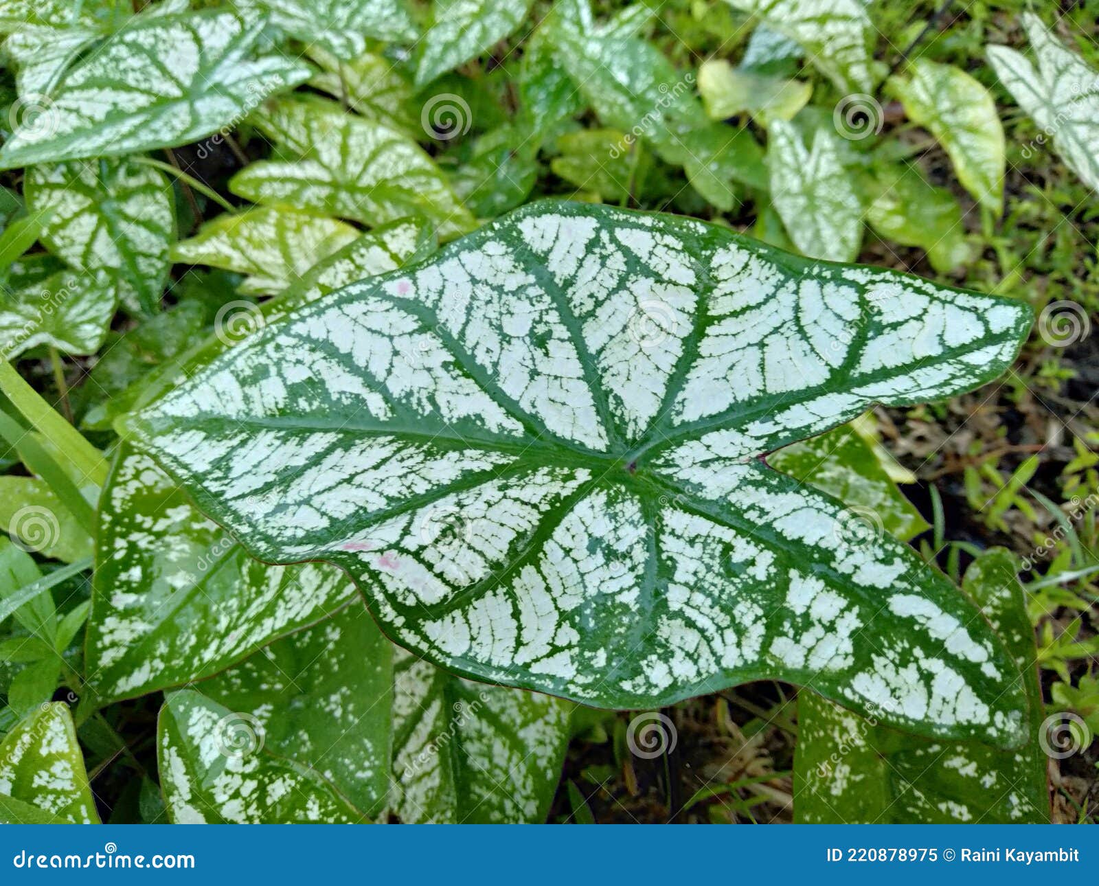 Green-white Caladium Varieties. Stock Image - Image of background ...