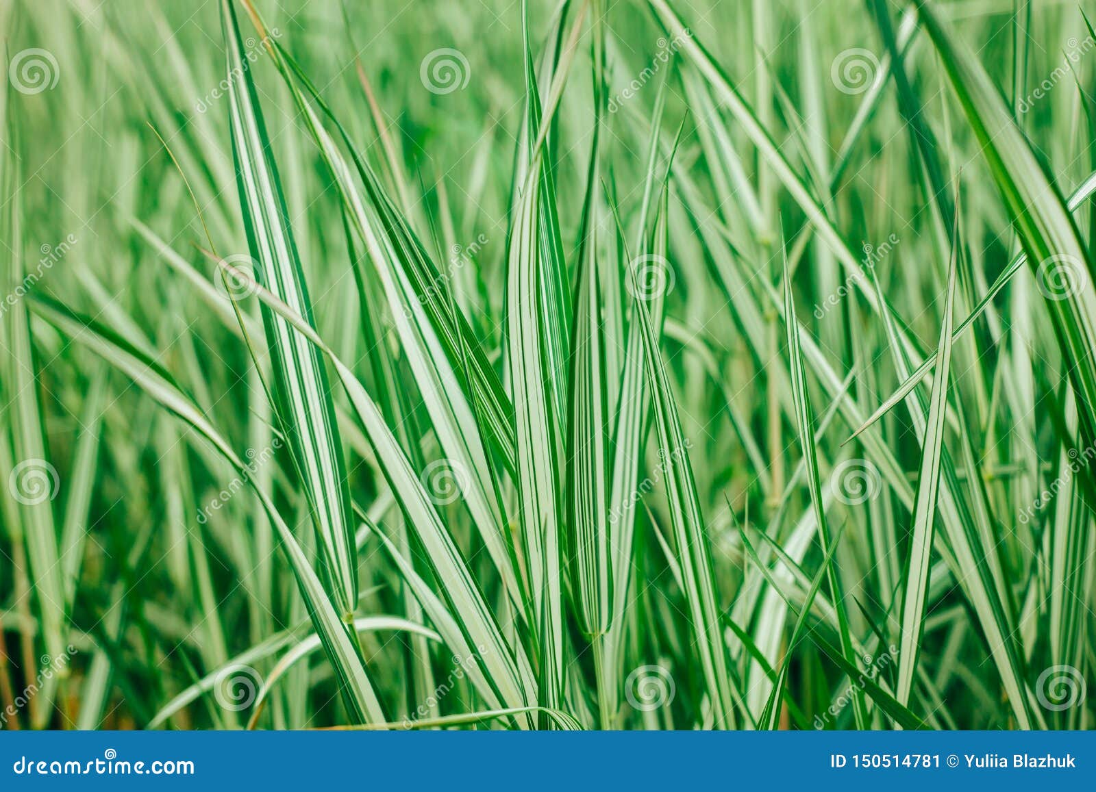 Green and White Exotic Grass Texture Natural Background Stock Image ...