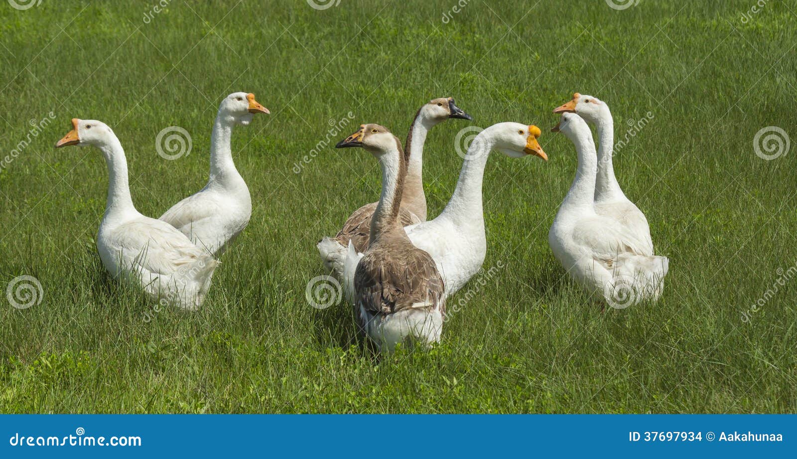On the green, white geese stock photo. Image of natural - 37697934
