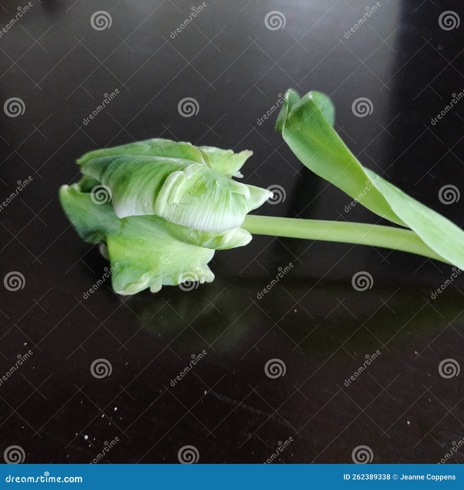 Close Up Of Rare Vegetable I.e. Roots Of Jack Fruit Or Jackfruit Roots ...