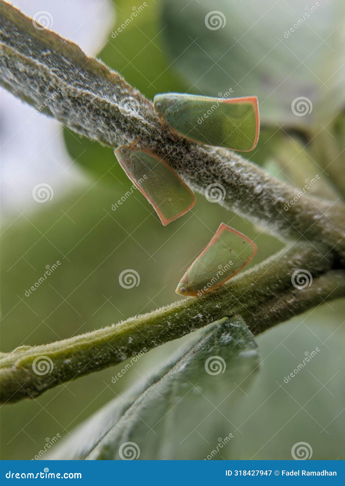 Green Whitefly on the Stem, Cool for Background Gadget Stock Image ...