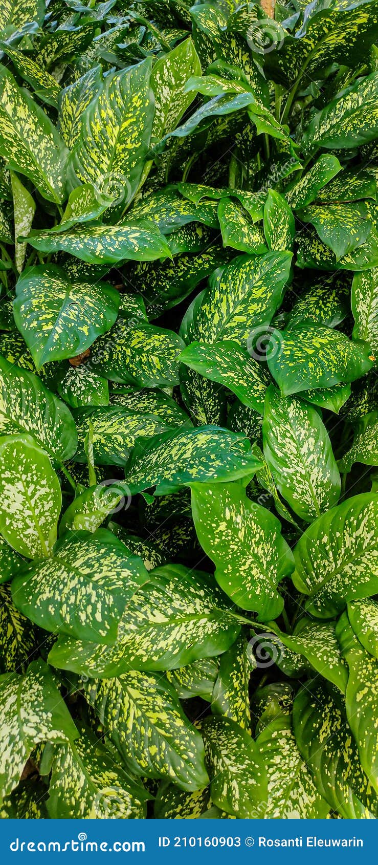Green Wide Leaf stock image. Image of leaf, plant, green - 210160903