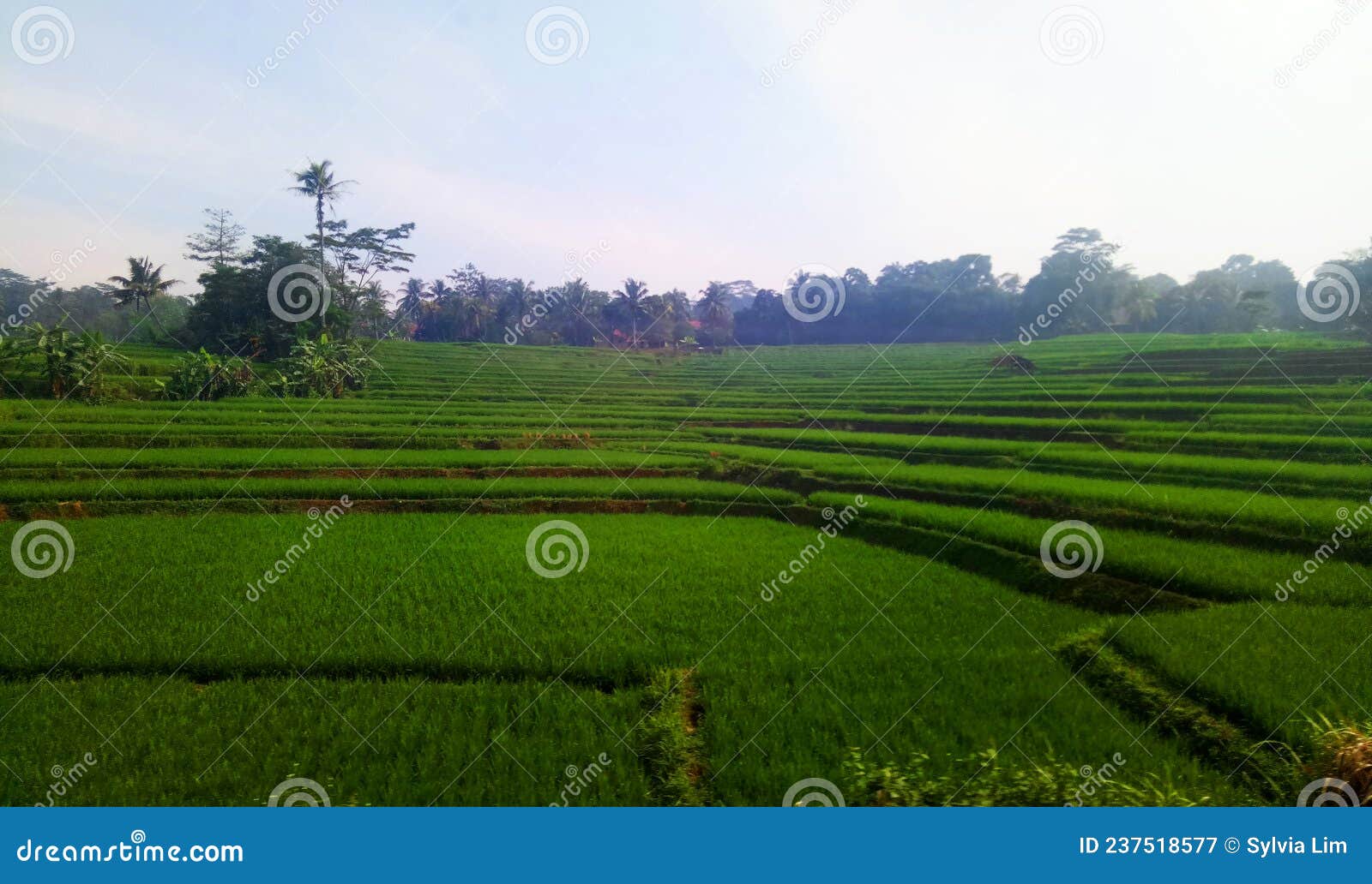 A Green and Wide Paddy Rice Field in the Morning in West Java ...