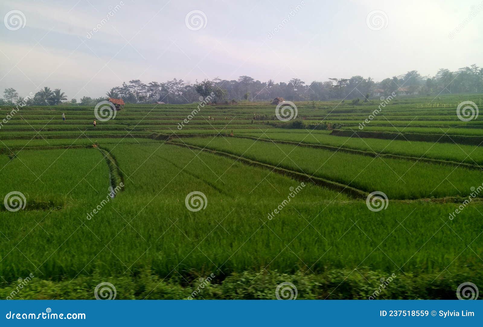A Green and Wide Paddy Rice Field in West Java, Indonesia Stock Image ...