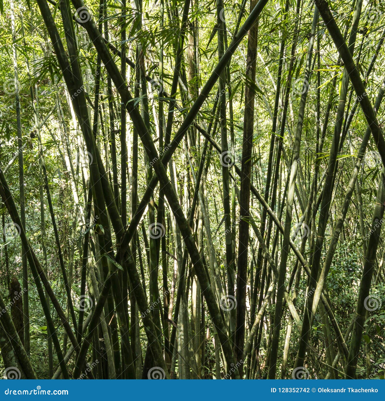 Green Wild Bamboo in a Tropical Forest Stock Photo - Image of ...