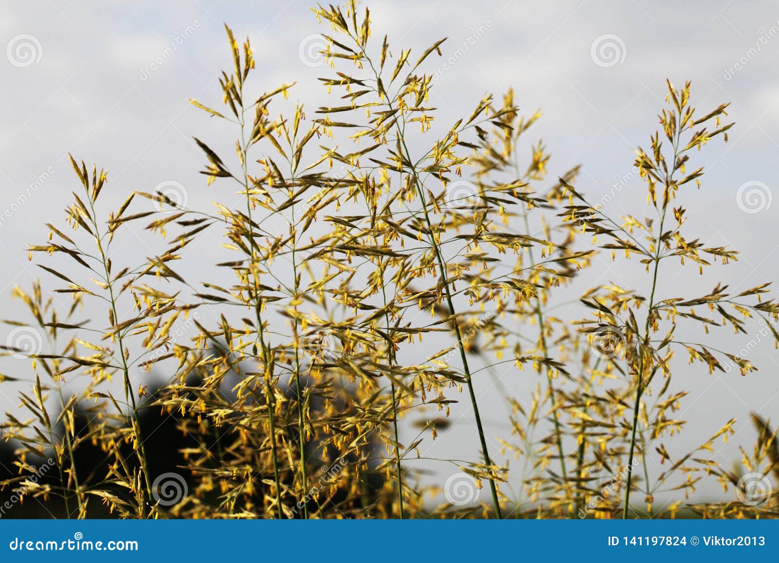 Wild cereal stock photo. Image of lawn, cereal, yellow - 141197824