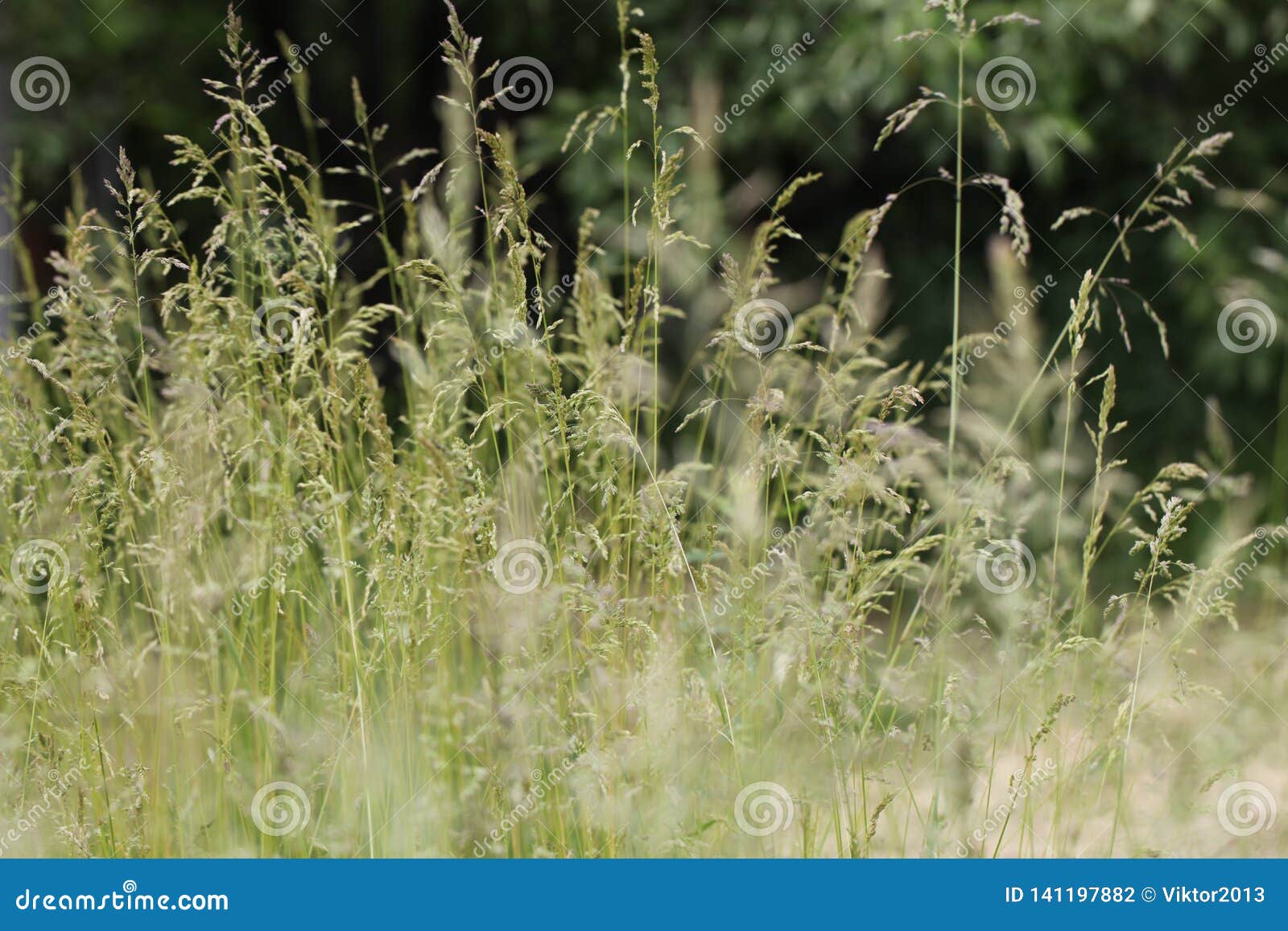 Wild cereal stock photo. Image of plant, glade, natural - 141197882