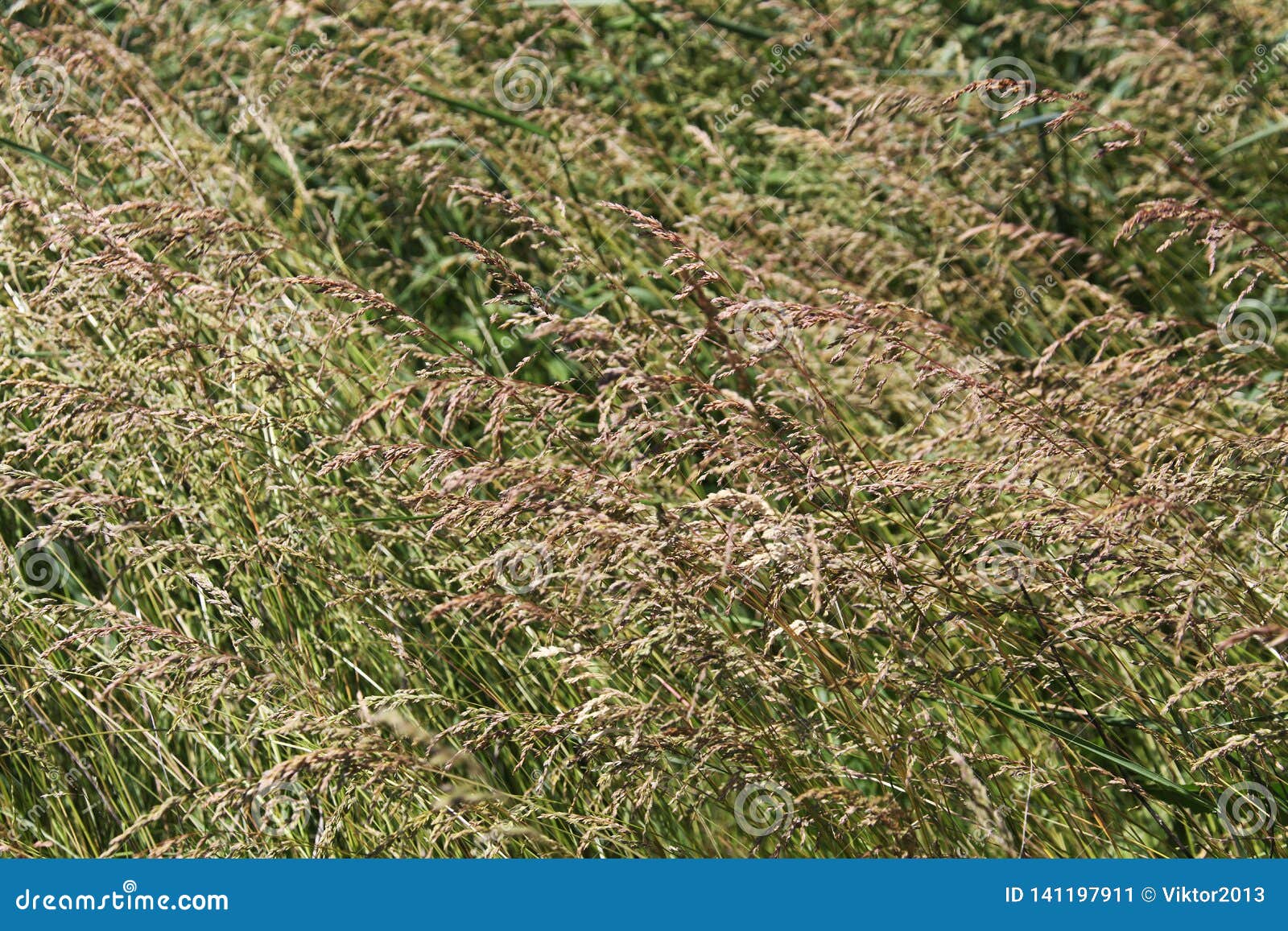 Wild cereal stock image. Image of green, wild, grassland - 141197911