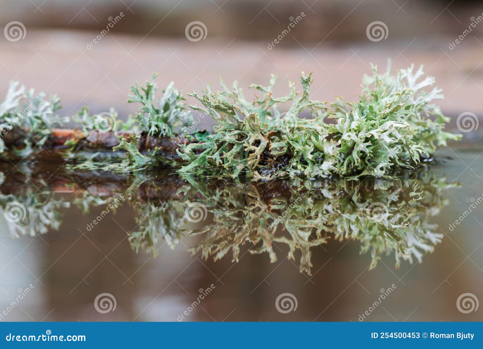 Green Wild Grass is Reflected in a Puddle Stock Image - Image of food ...