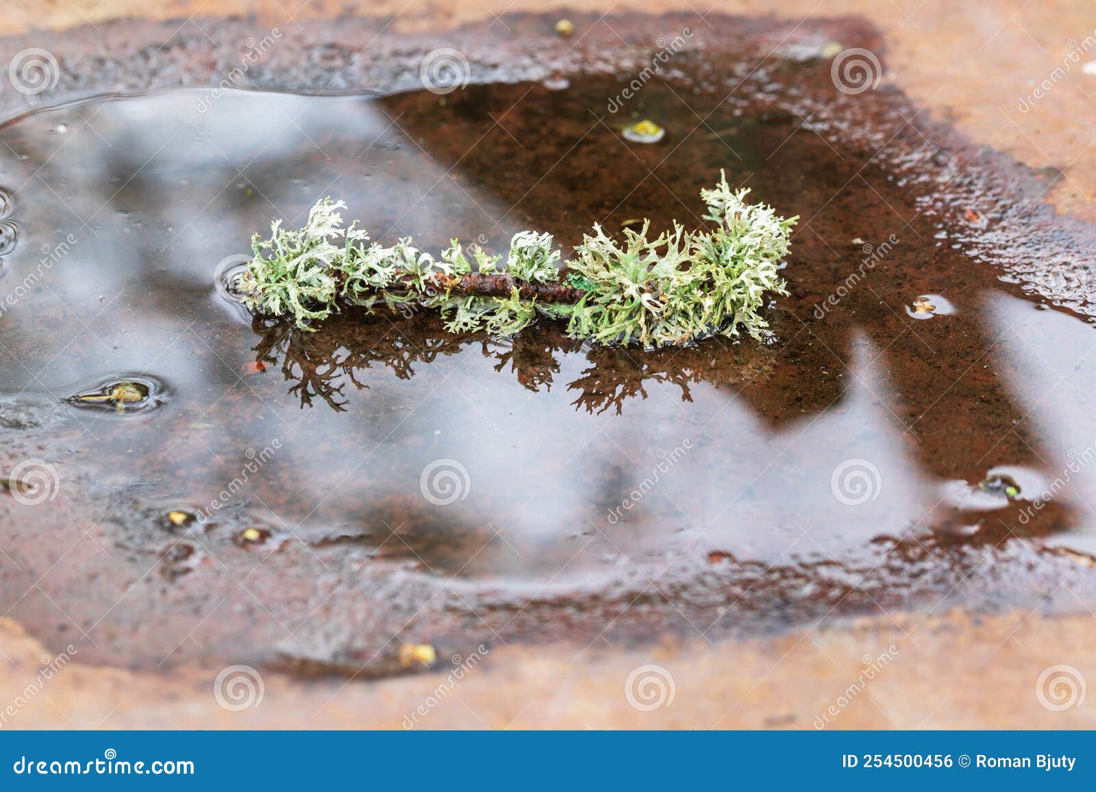 Green Wild Grass is Reflected in a Puddle Stock Photo - Image of ...