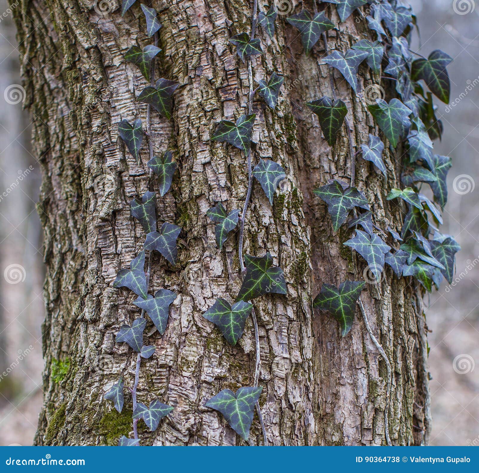 Green Wild Ivy Growing Up the Side of Tree. Stock Photo - Image of ...
