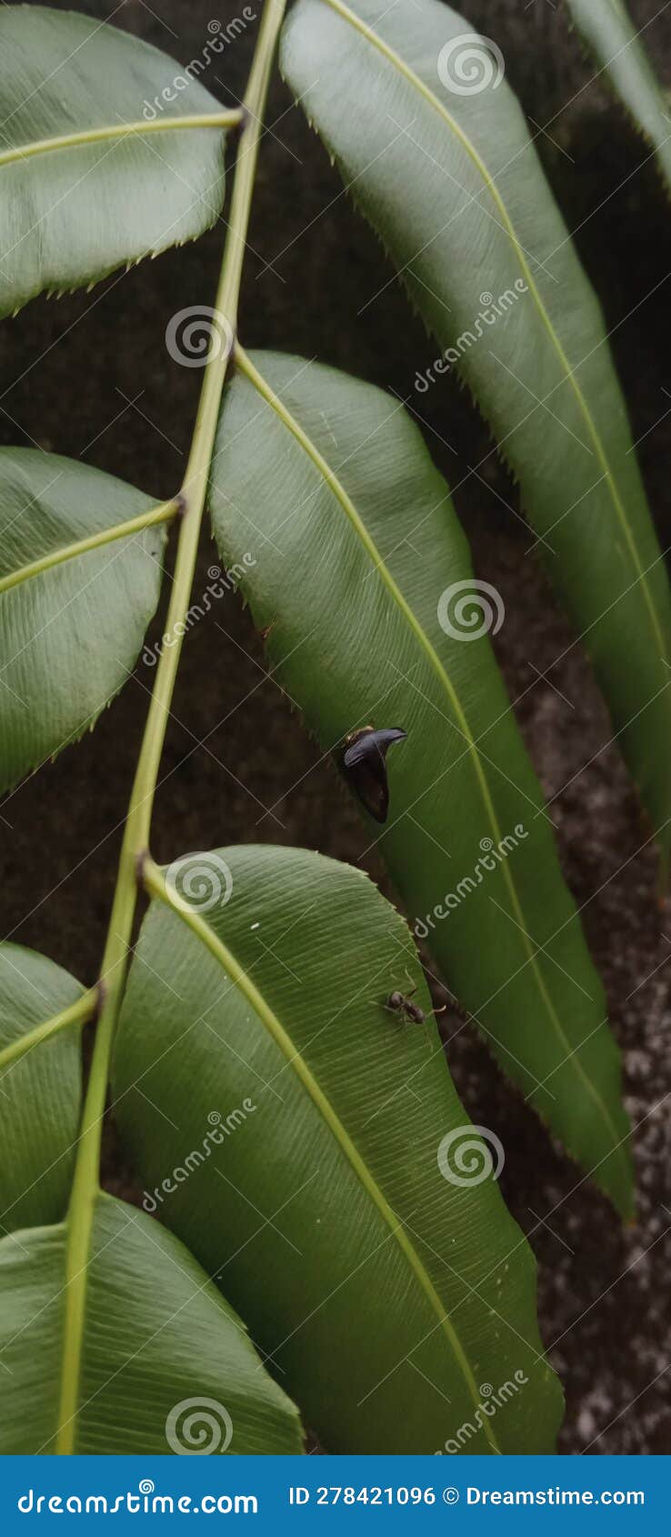 Green Wild Leaves Infested with Ant Bugs Stock Photo - Image of leaves ...