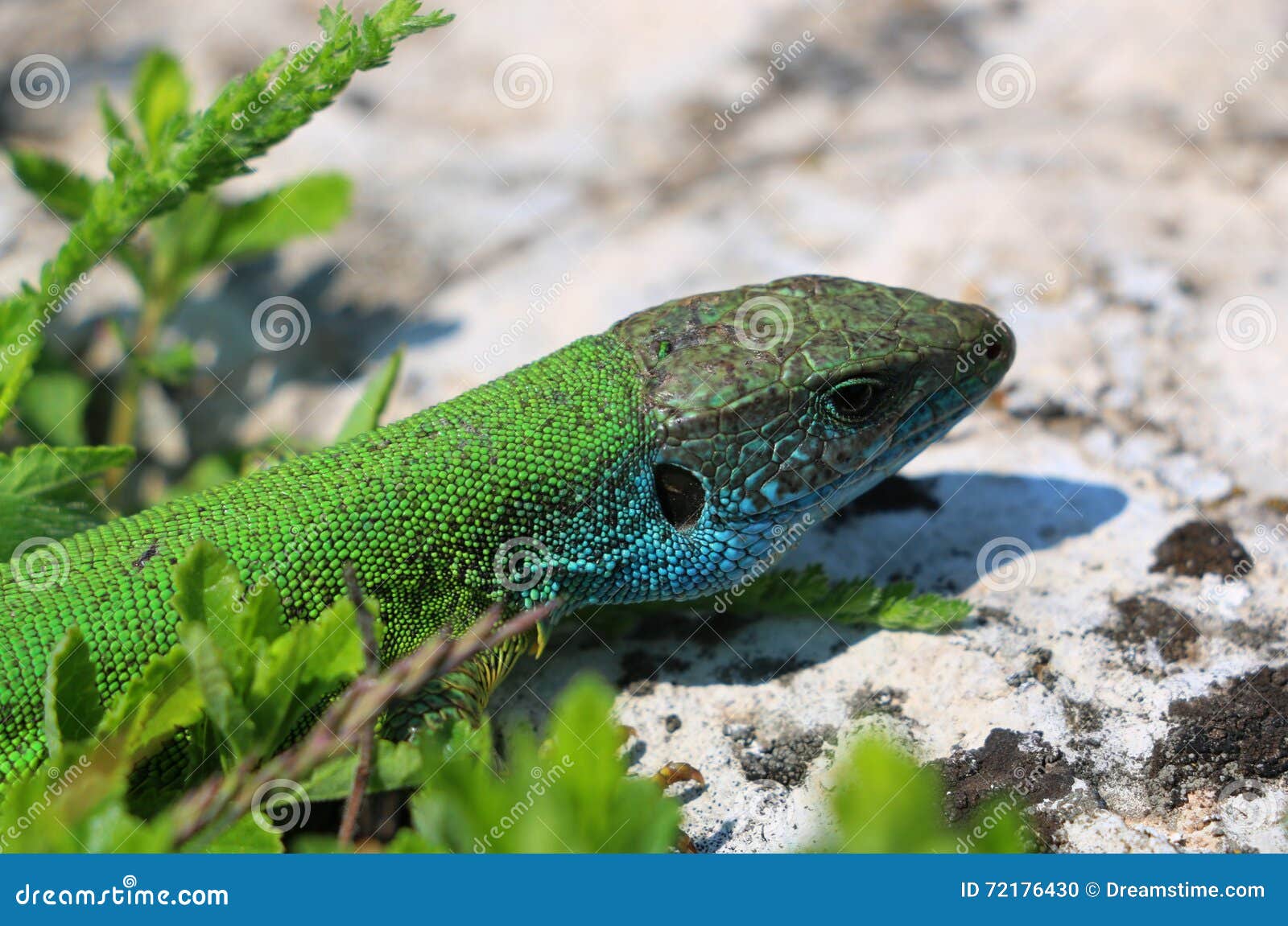 Green wild lizard stock photo. Image of wild, pink, nature - 72176430