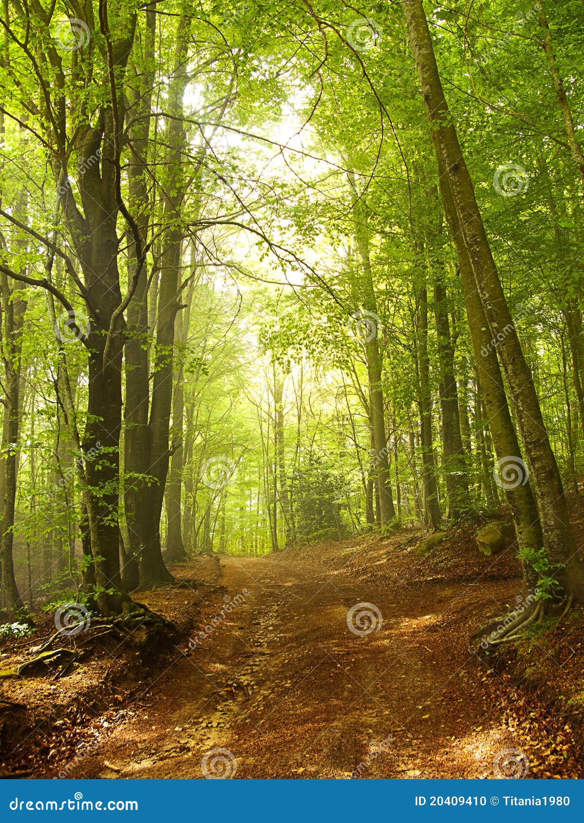 Green and Wild Nature, Forest in Catalonia (Spain) Stock Photo - Image ...