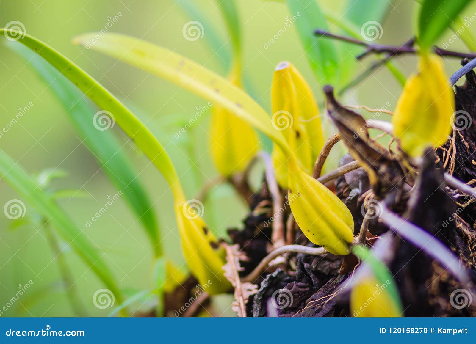 Green Wild Orchid is Growing on the Tree in Tropical Rainforest. Stock ...