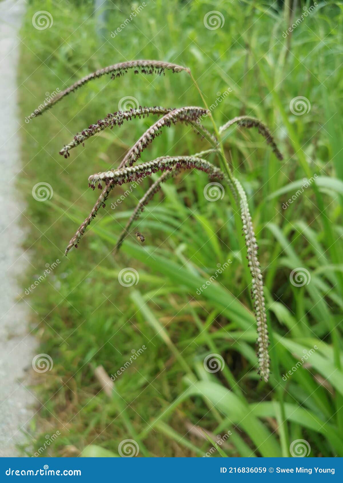 Green Wild Paspalum Dilatatum Grass Plant. Stock Image - Image of crown ...