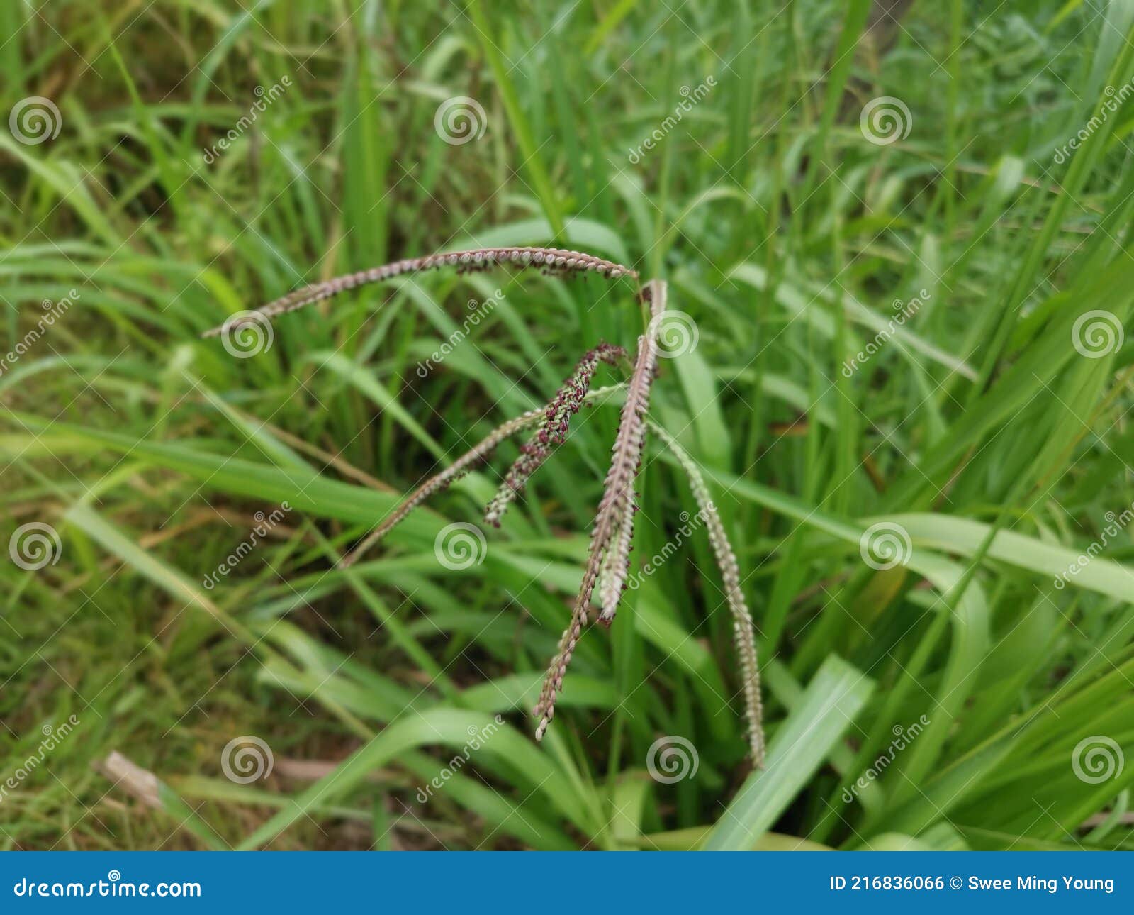 Green Wild Paspalum Dilatatum Grass Plant. Stock Photo - Image of ...