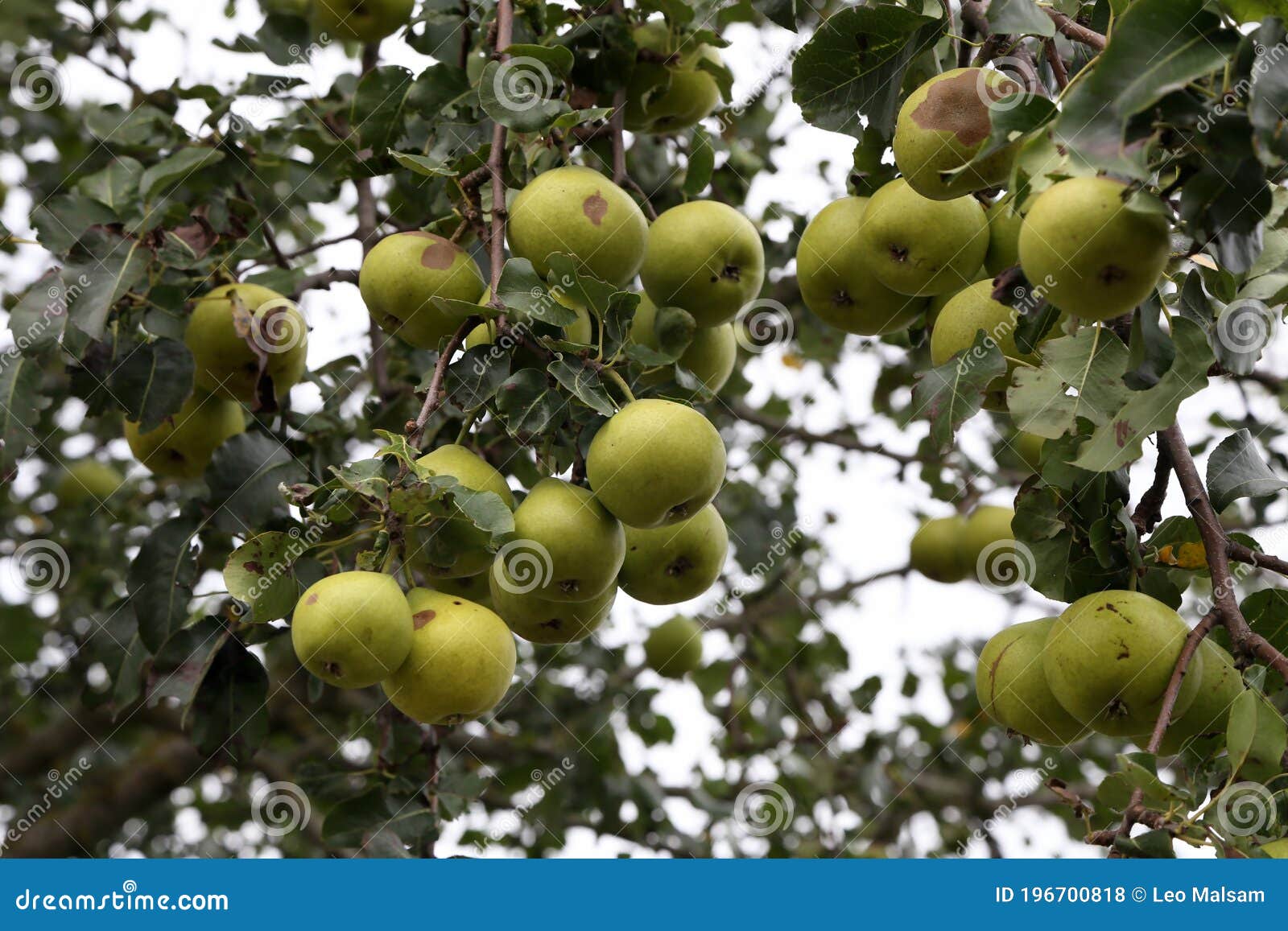 Green Wild Pear Fruit High on the Tree Stock Photo - Image of botanical ...