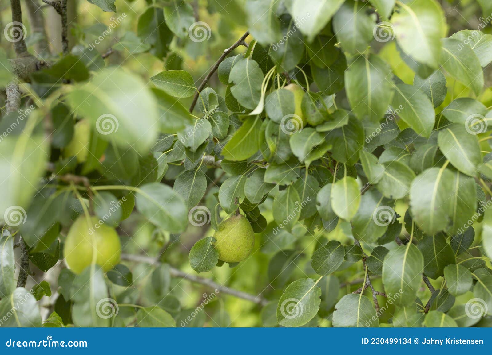 Green Wild Pears Hanging on a Tree in Forest Stock Photo - Image of ...