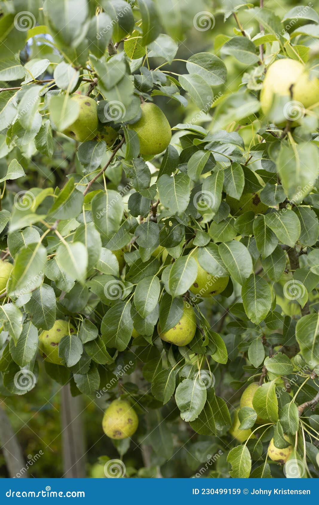 Green Wild Pears Hanging on a Tree in Forest Stock Image - Image of ...