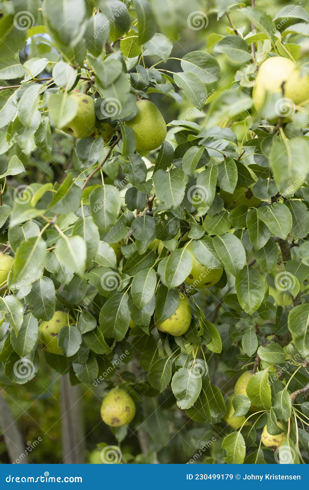 Green Wild Pears Hanging on a Tree in Forest Stock Image - Image of ...