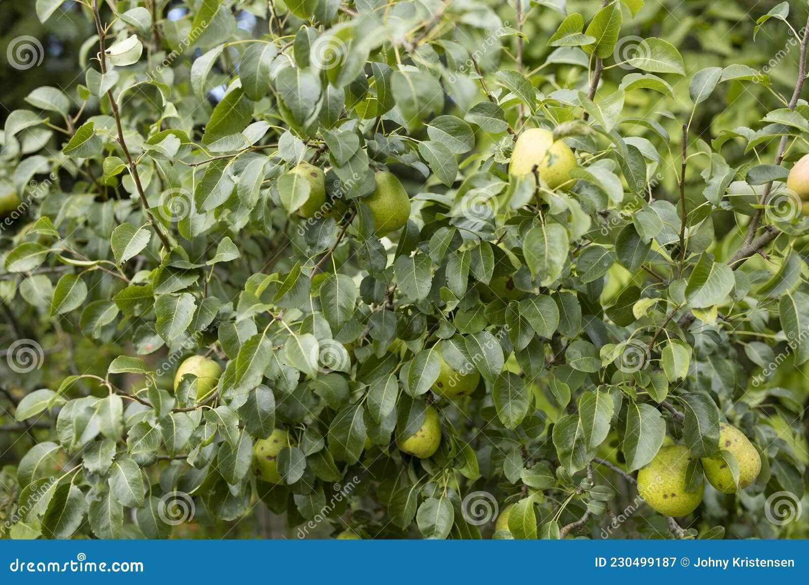 Green Wild Pears Hanging on a Tree in Forest Stock Image - Image of ...