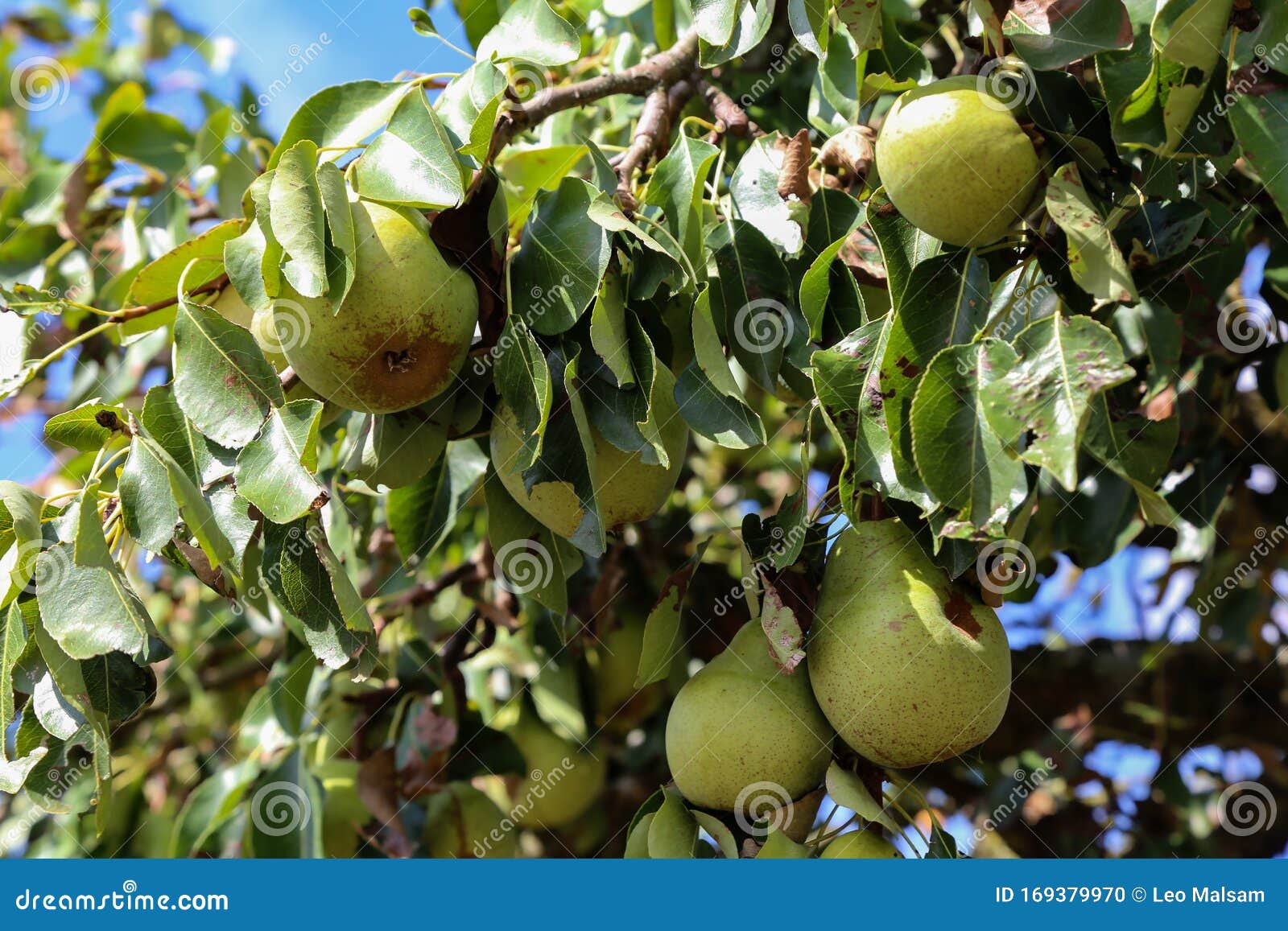 Green Wild Pears Ripen on a Tree by the Road Stock Photo - Image of ...
