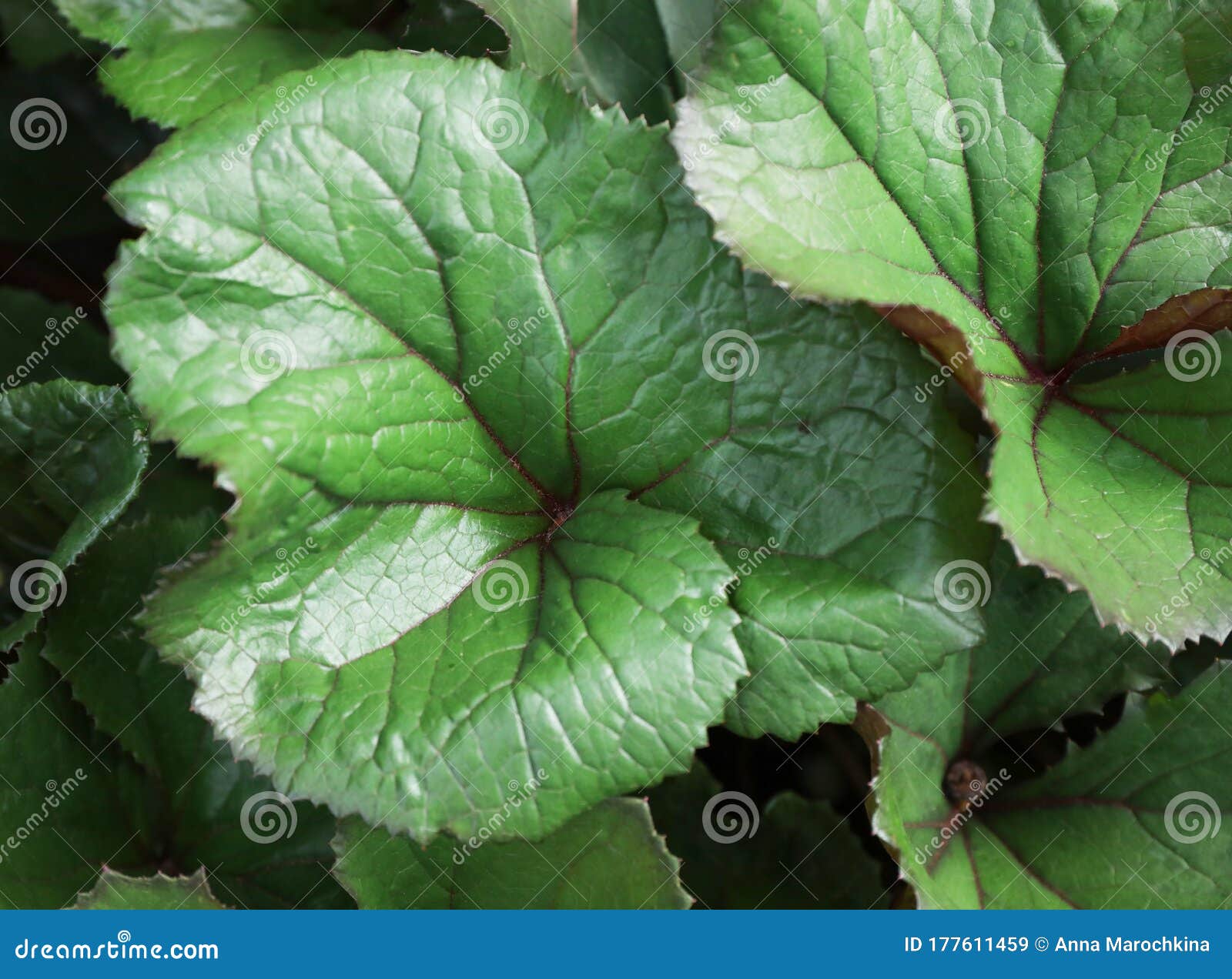 Green Wild Plant with Large Leaves Stock Image - Image of summer ...