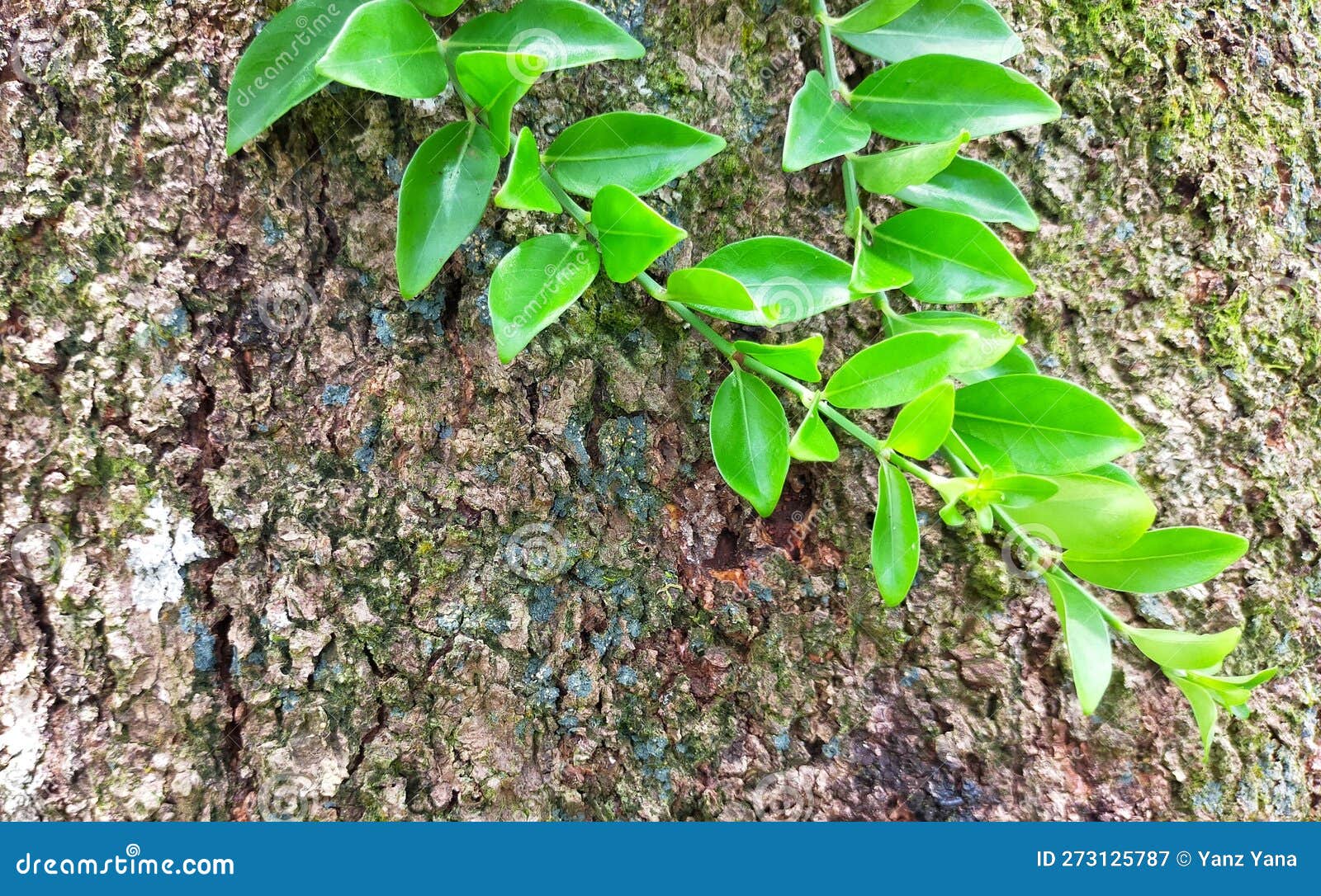 Green Wild Plant that Vines on a Large Tree Stock Image - Image of tree ...