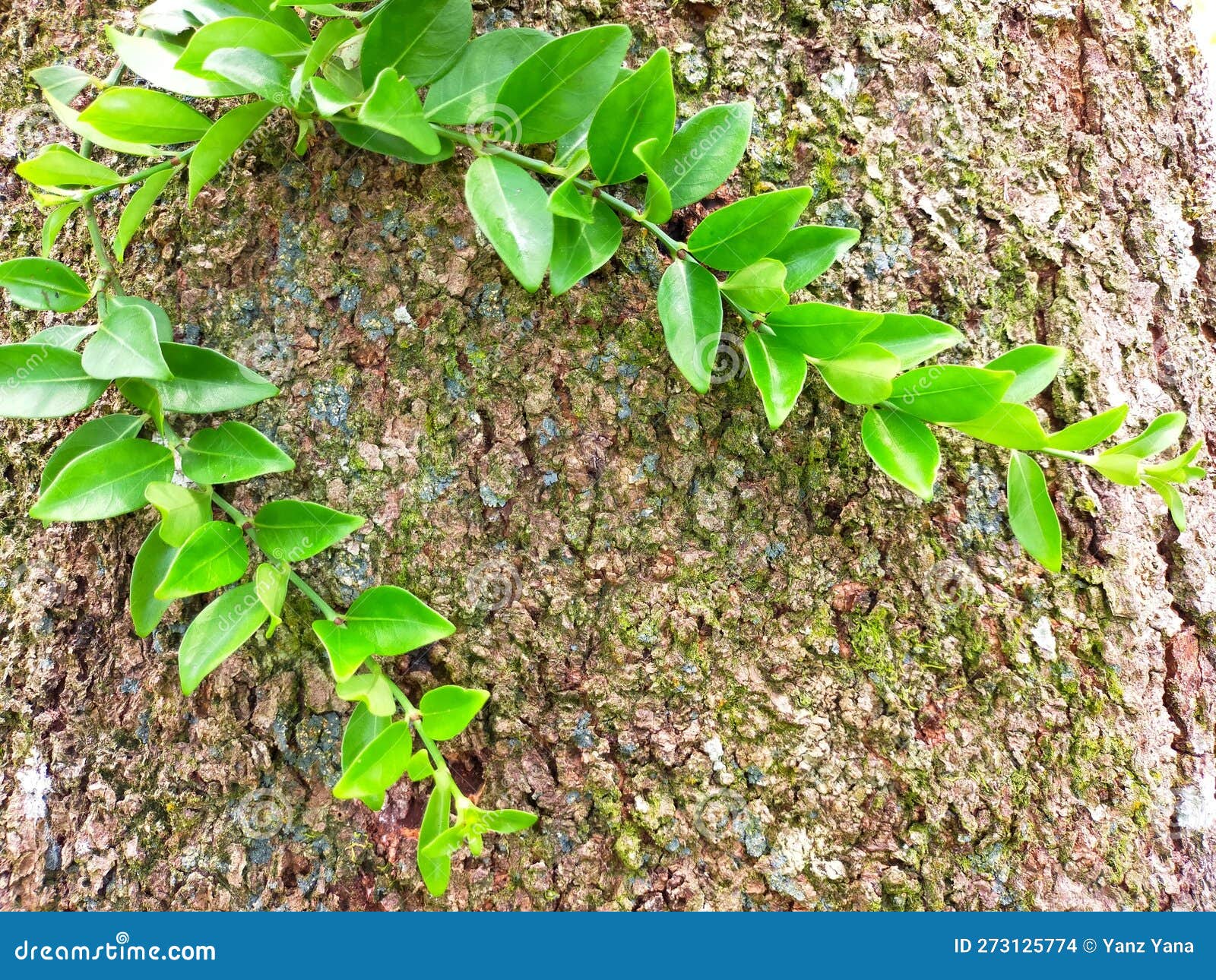 Green Wild Plants that Grow on Durian Trees Stock Photo - Image of grow ...