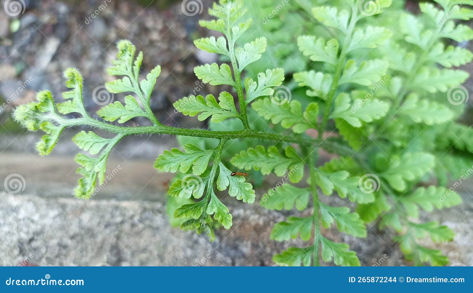 Green Wild Plants Growing in the Backyard Stock Photo - Image of ...