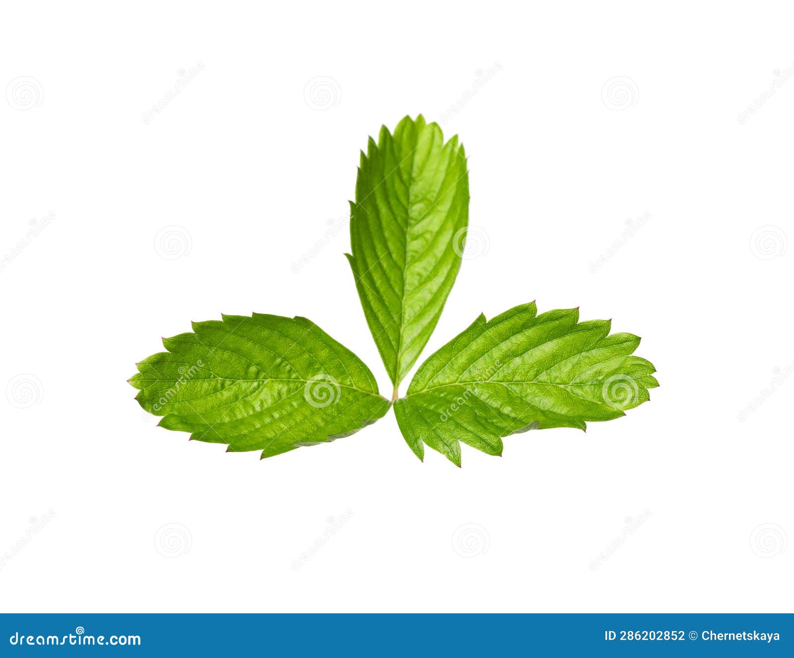 Green Wild Strawberry Leaf Isolated on White Stock Photo - Image of ...