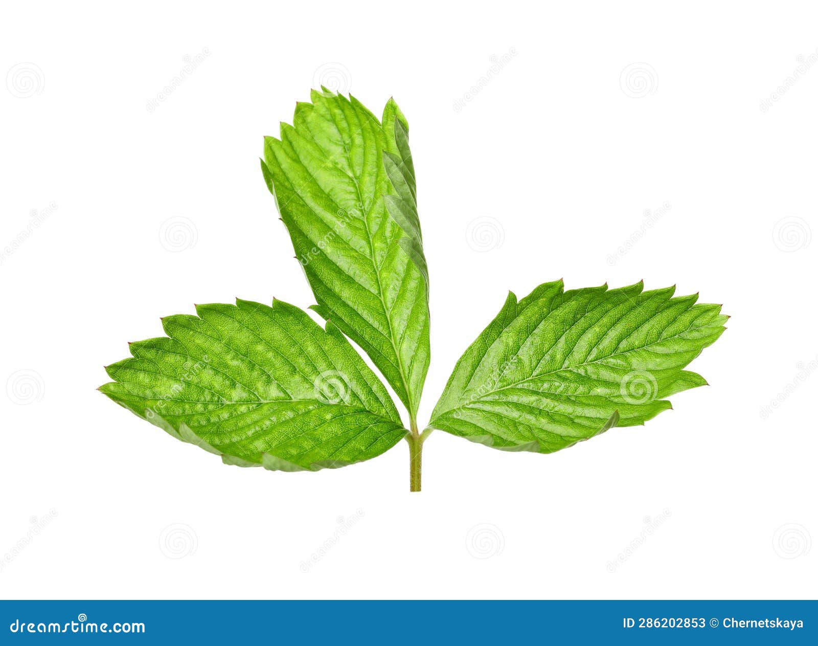 Green Wild Strawberry Leaf Isolated on White Stock Image - Image of ...