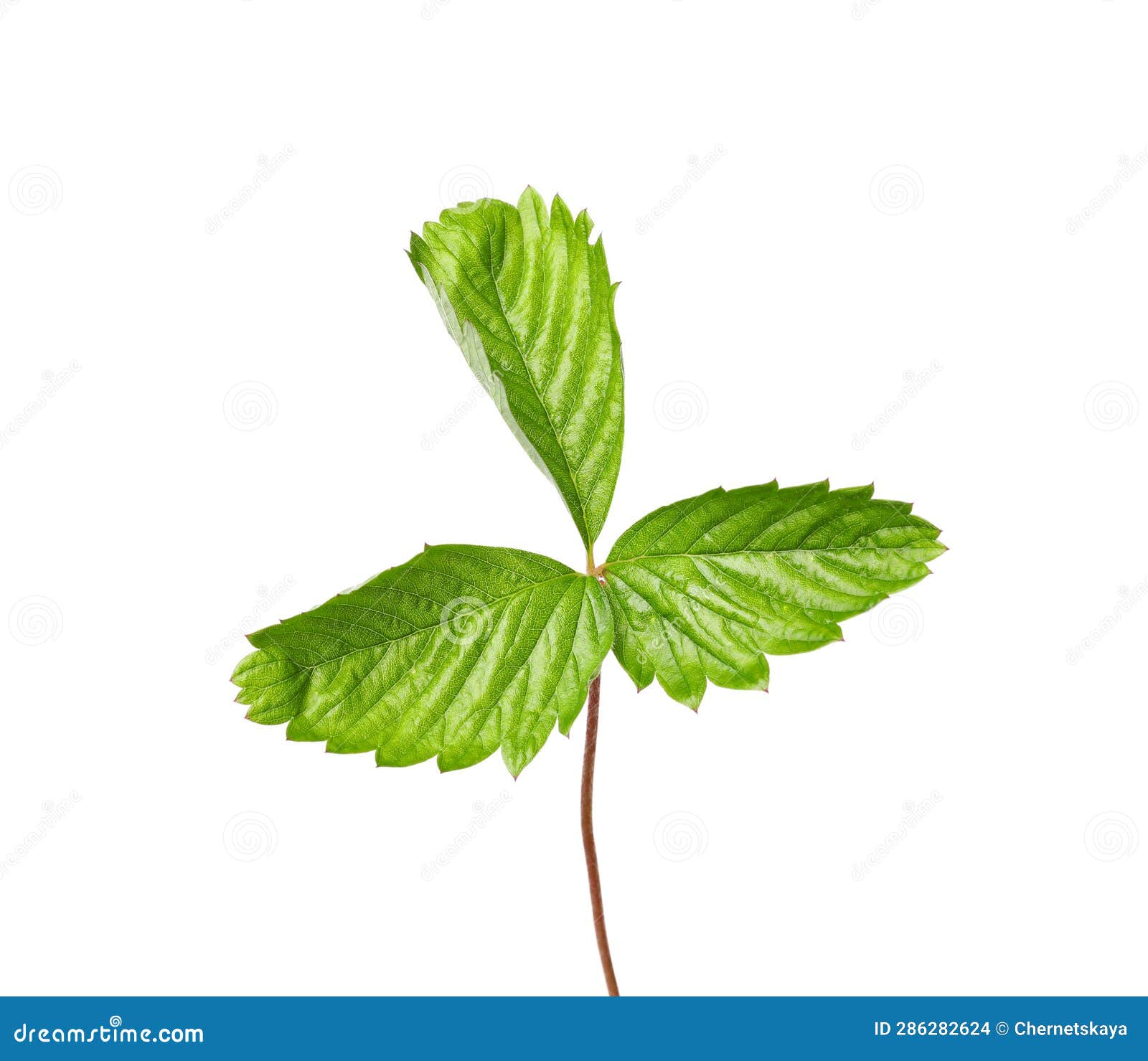 Green Wild Strawberry Leaf Isolated on White Stock Photo - Image of ...