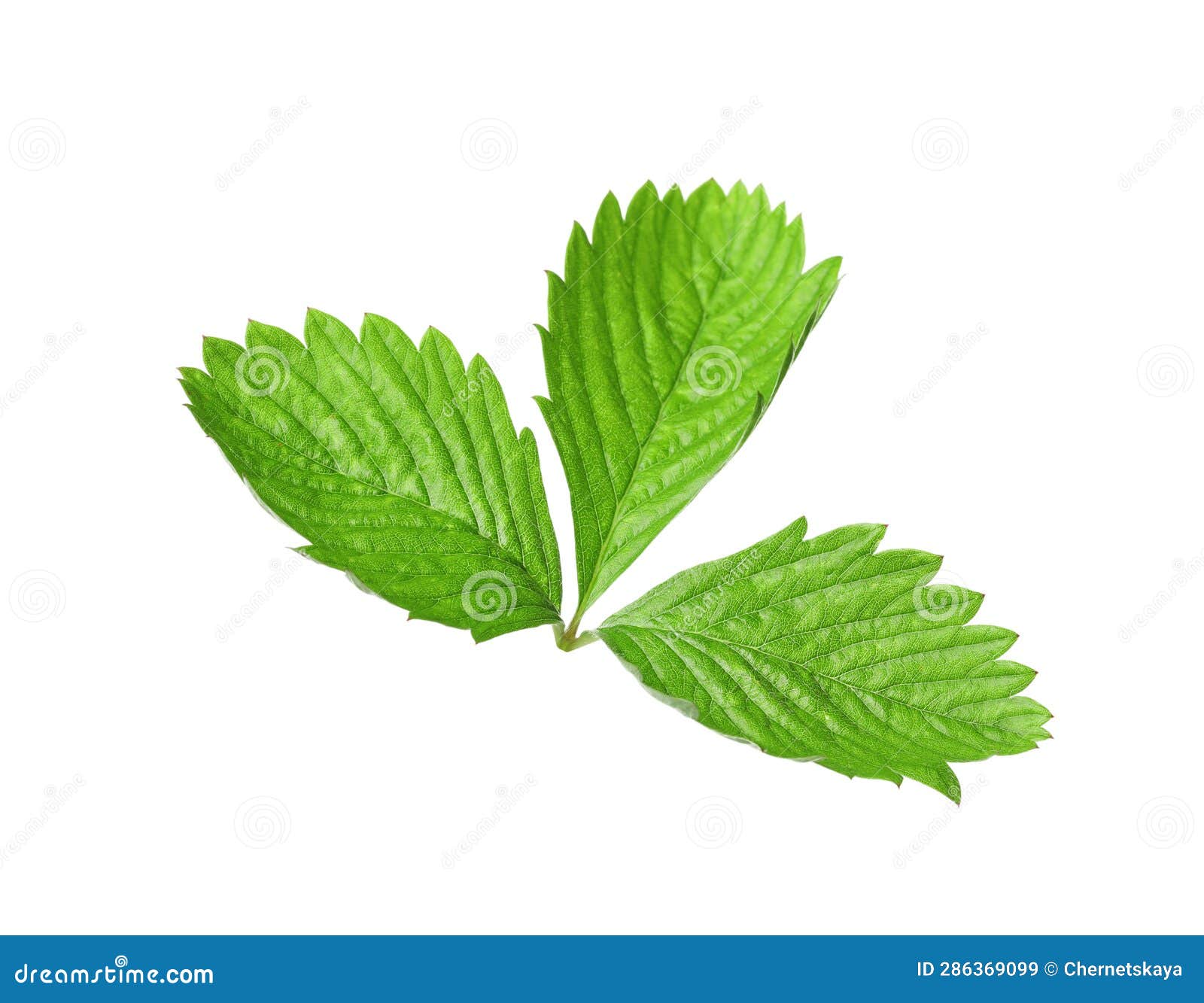 Green Wild Strawberry Leaf Isolated on White Stock Image - Image of ...