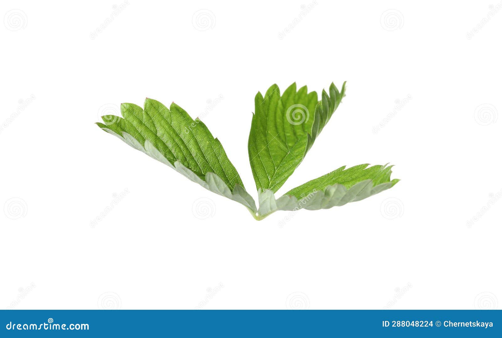 Green Wild Strawberry Leaf Isolated on White Stock Photo - Image of ...
