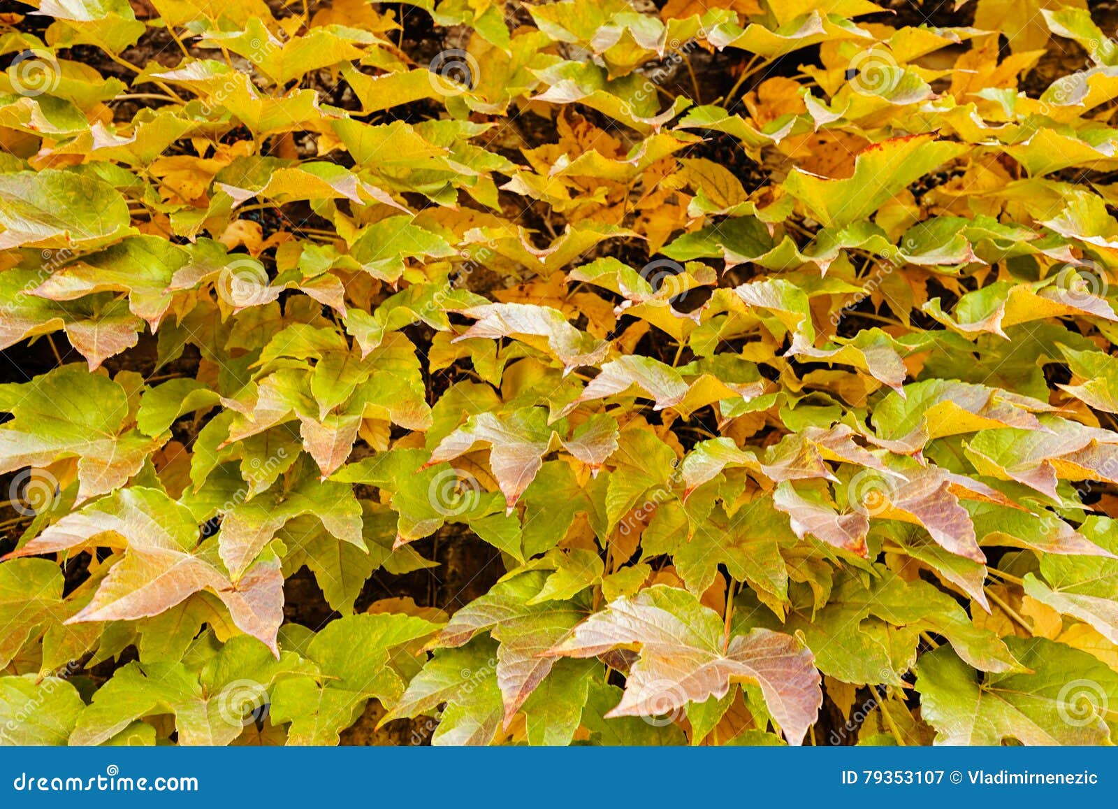 Green wild tree-creeper stock image. Image of outdoors - 79353107
