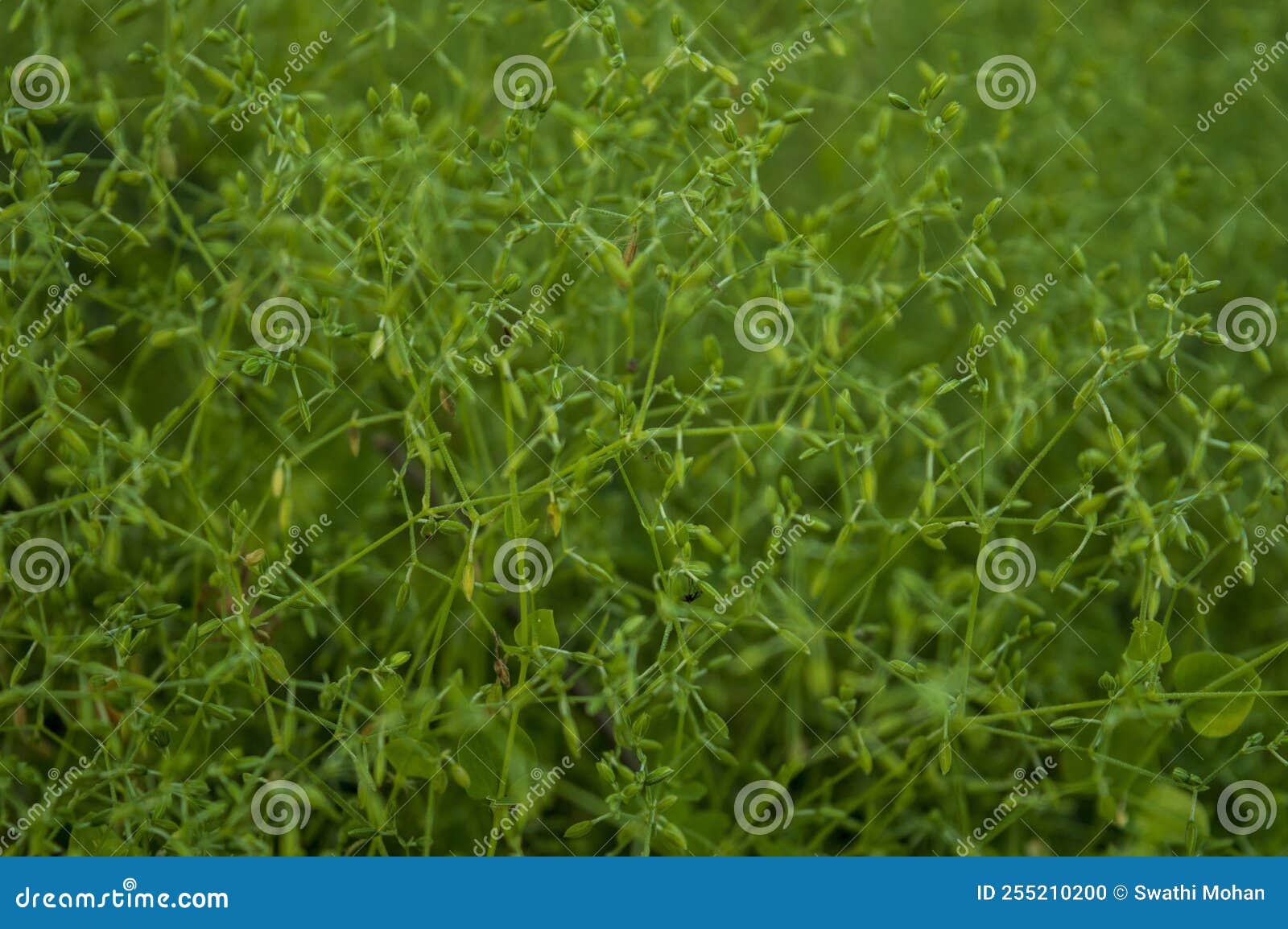 Green Wild Weeds Forming a Beautiful Texture Pattern Background Stock ...